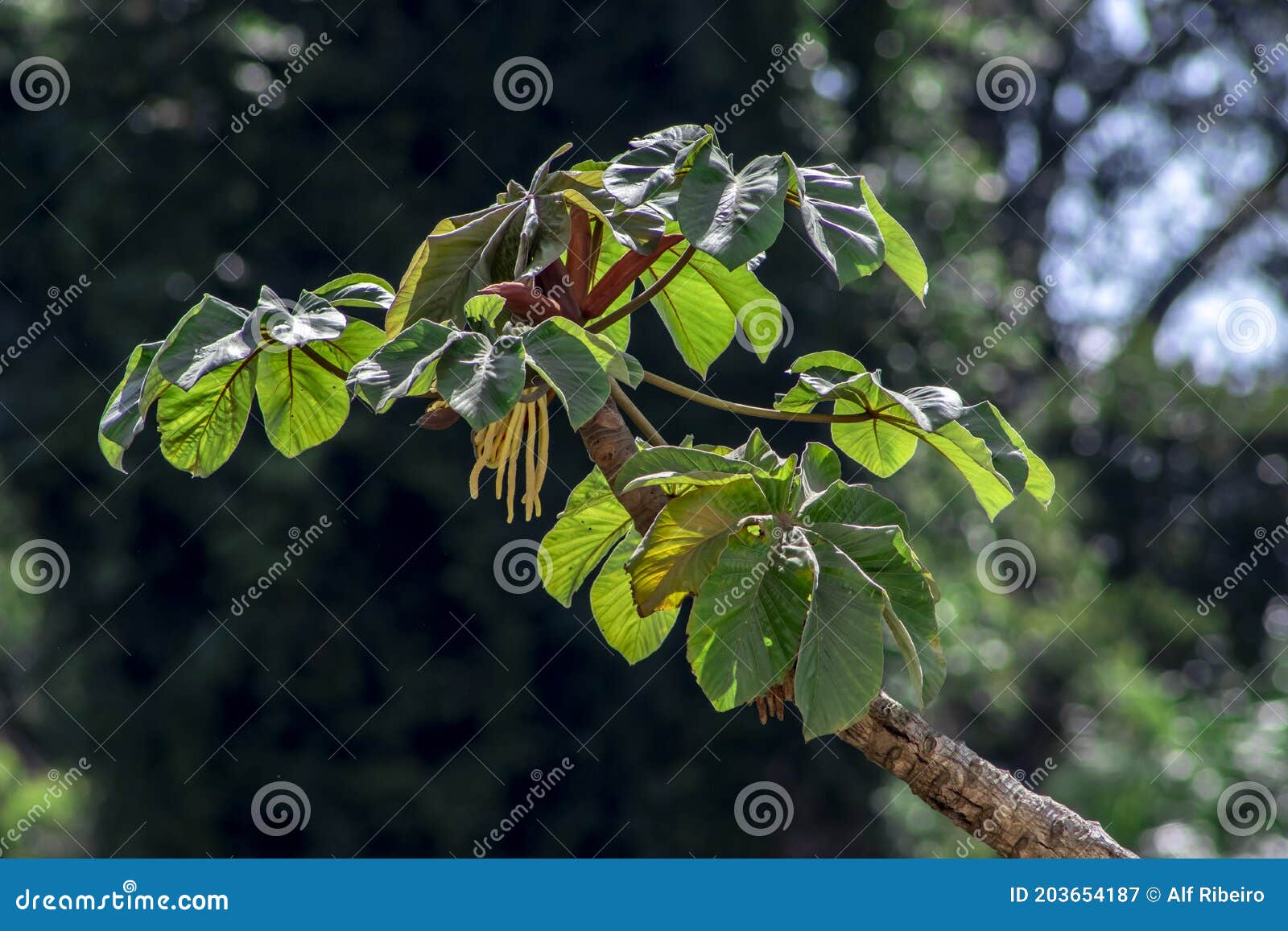 Embauba Tree on Atlantic Rainforest Stock Image - Image of ornamental ...
