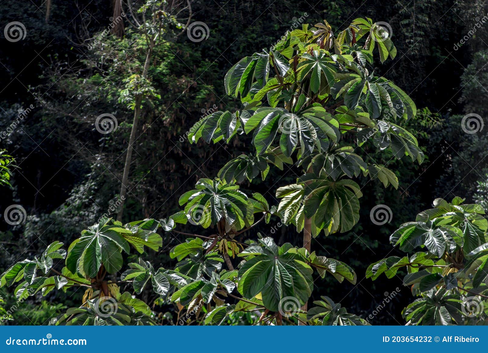 Embauba Tree on Atlantic Rainforest Stock Photo - Image of ornament ...