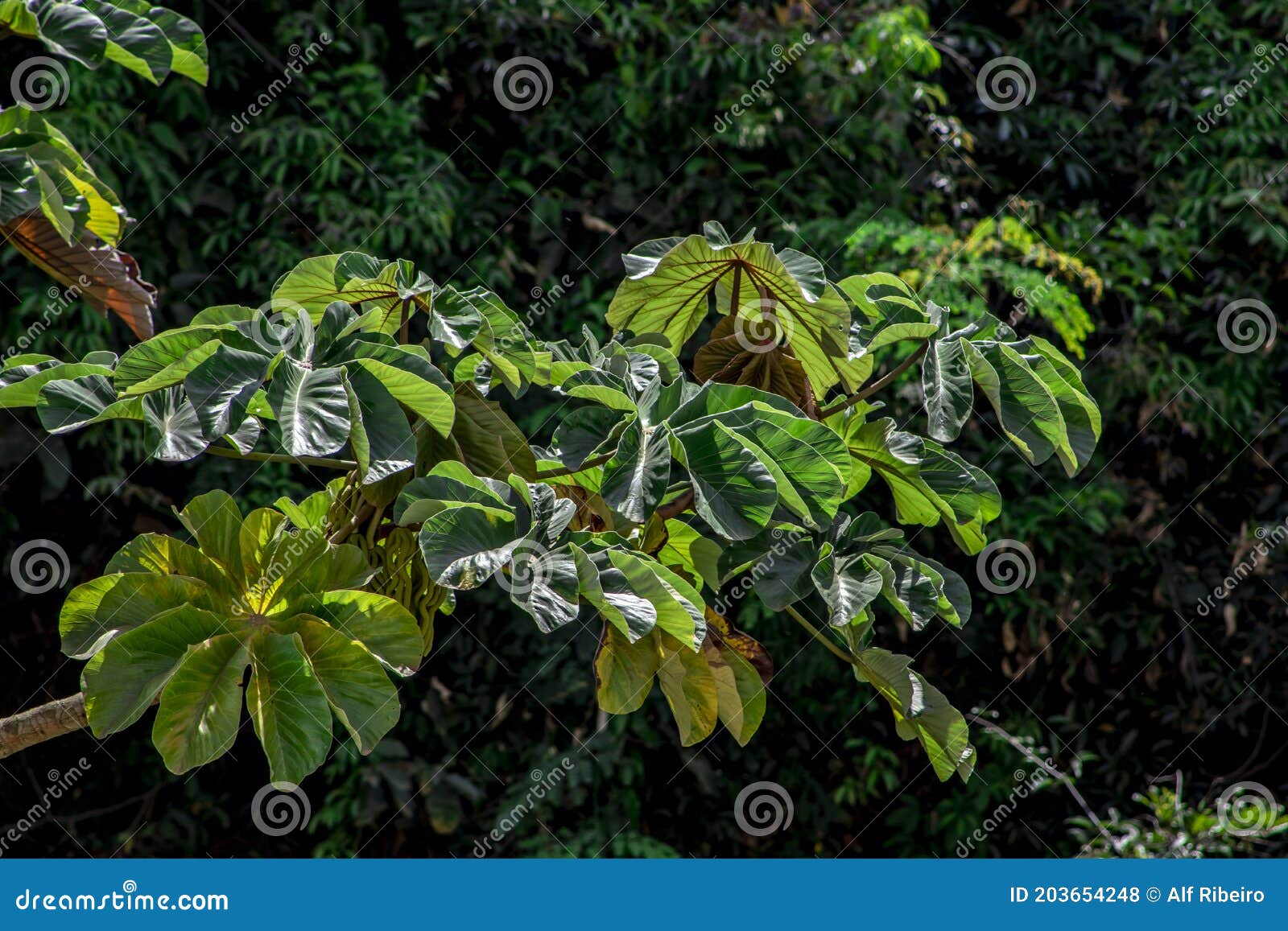 Embauba Tree on Atlantic Rainforest Stock Photo - Image of ornament ...