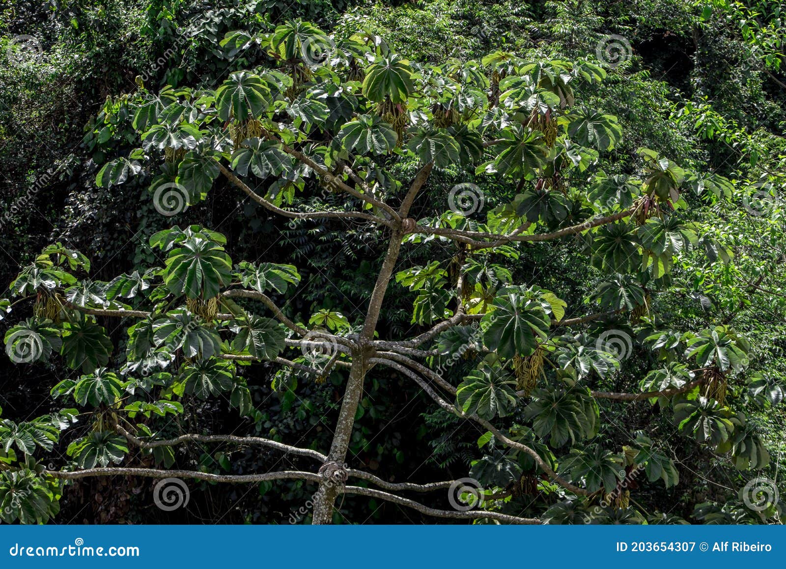 Embauba Tree on Atlantic Rainforest Stock Image - Image of atlantic ...