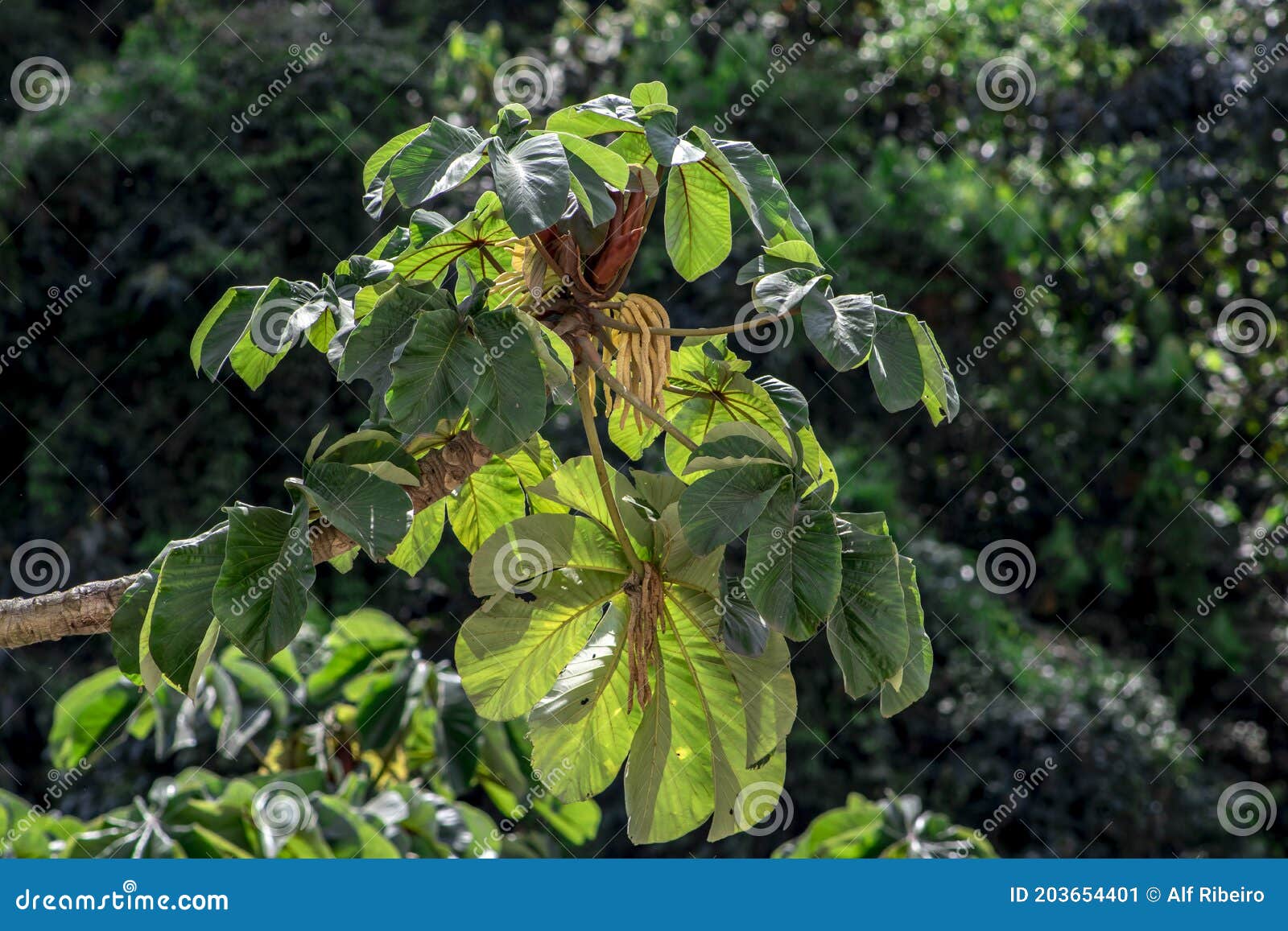 Embauba Tree on Atlantic Rainforest Stock Image - Image of ornamental ...