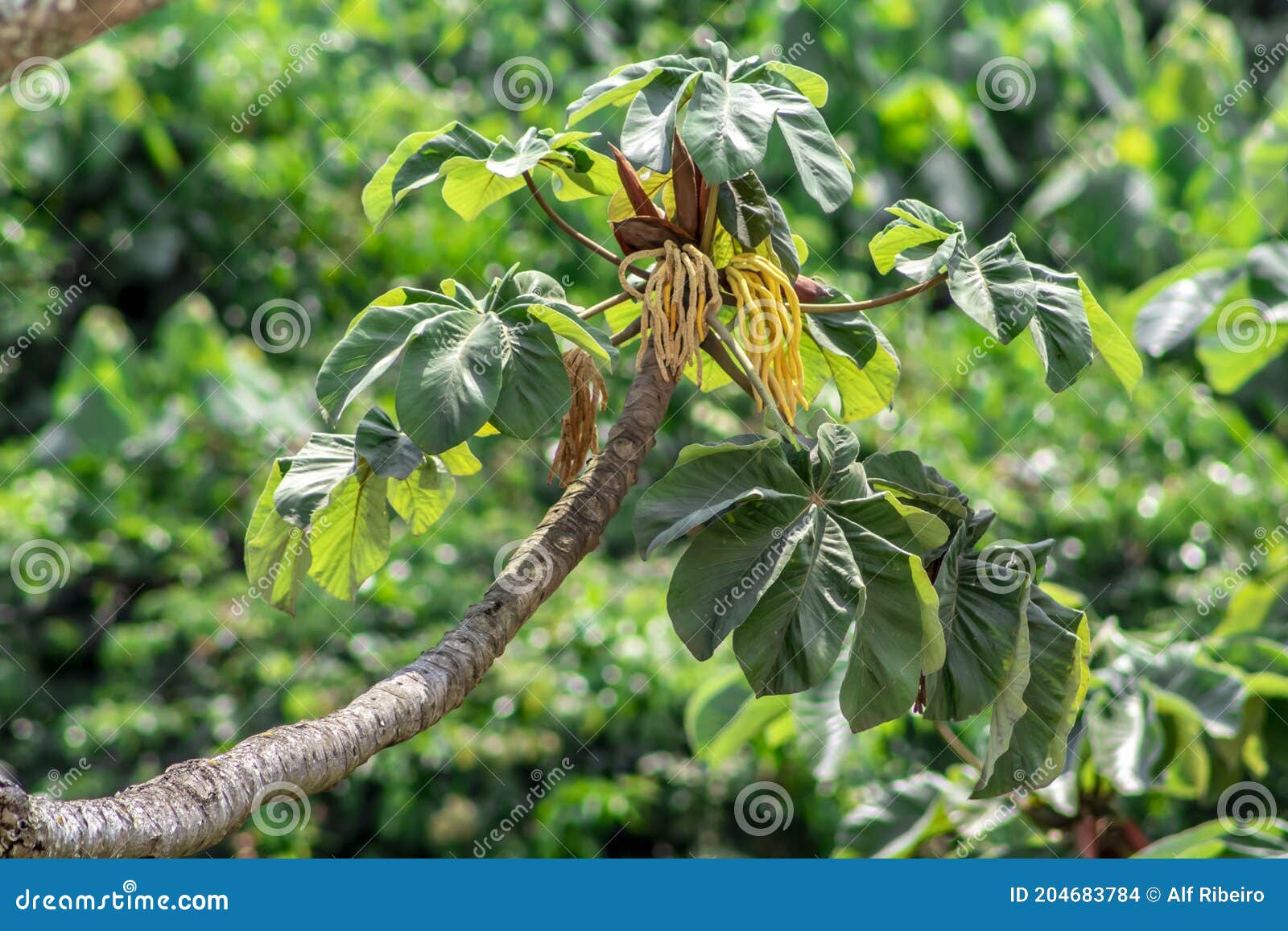 Embauba Tree on Atlantic Rainforest Stock Photo - Image of gardening ...