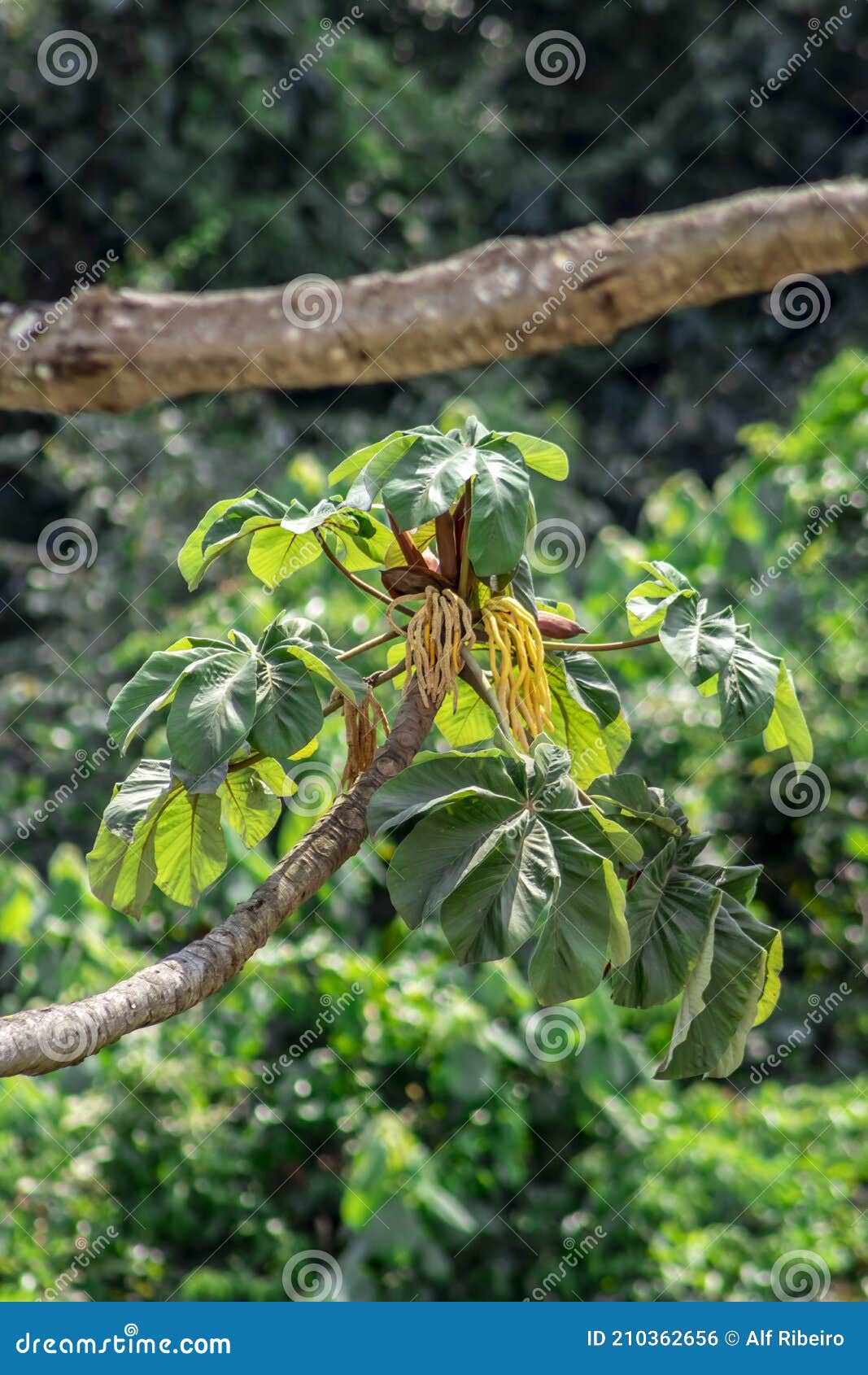 Embauba Tree on Atlantic Rainforest Stock Photo - Image of flora ...