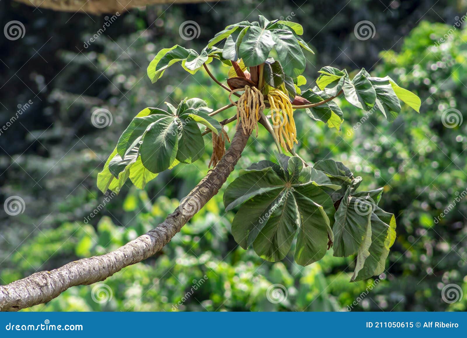 Embauba Tree on Atlantic Rainforest Stock Image - Image of grove ...