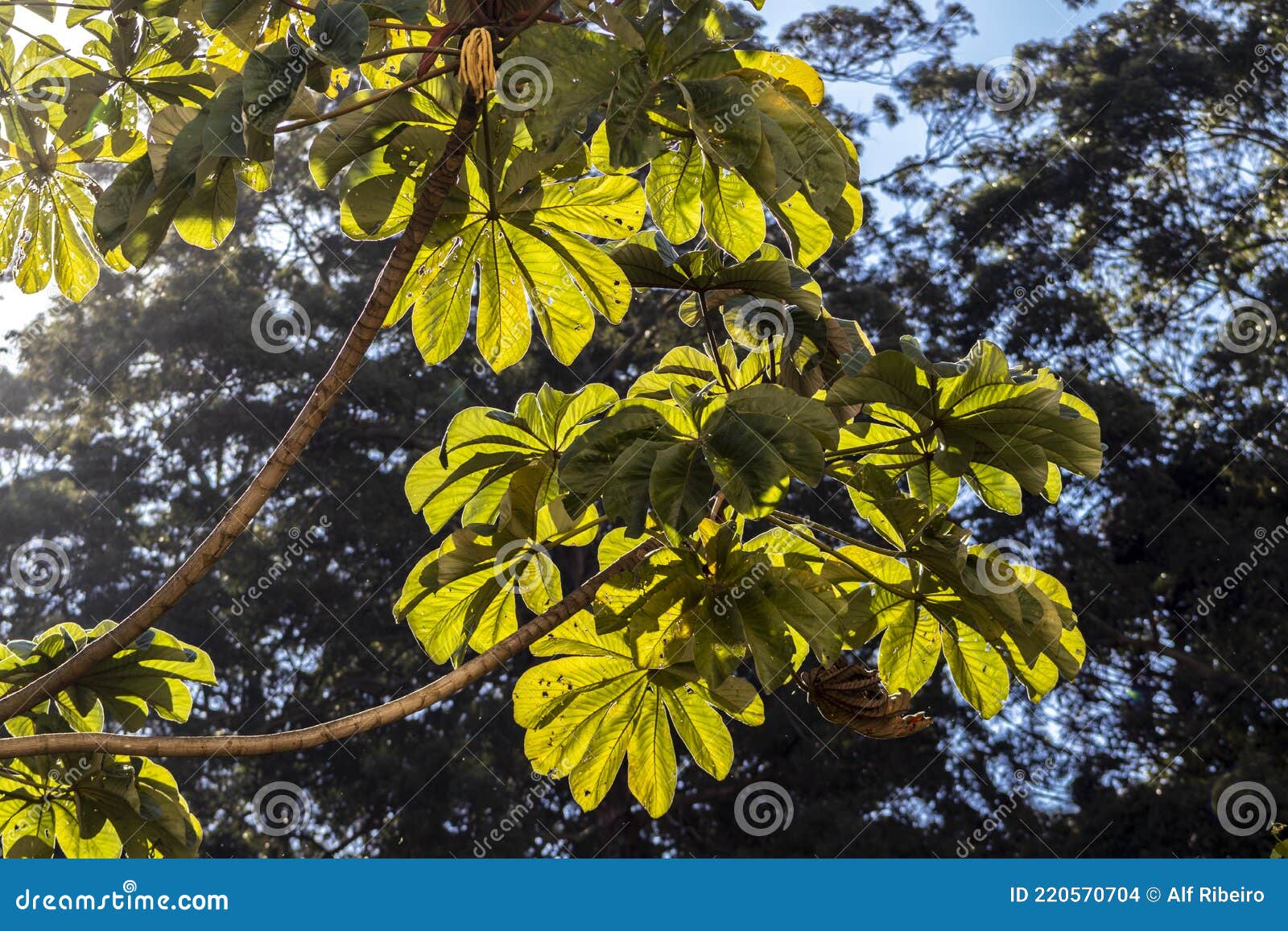 Embauba Tree on Atlantic Rainforest Stock Photo - Image of bough ...