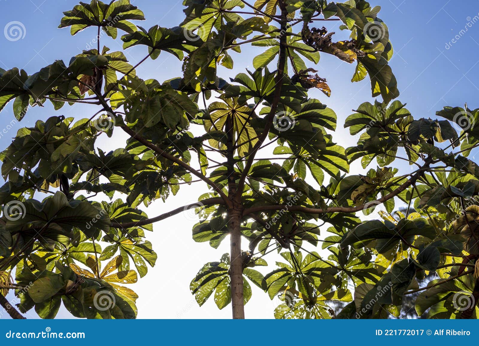 Embauba Tree on Atlantic Rainforest Stock Image - Image of flora ...