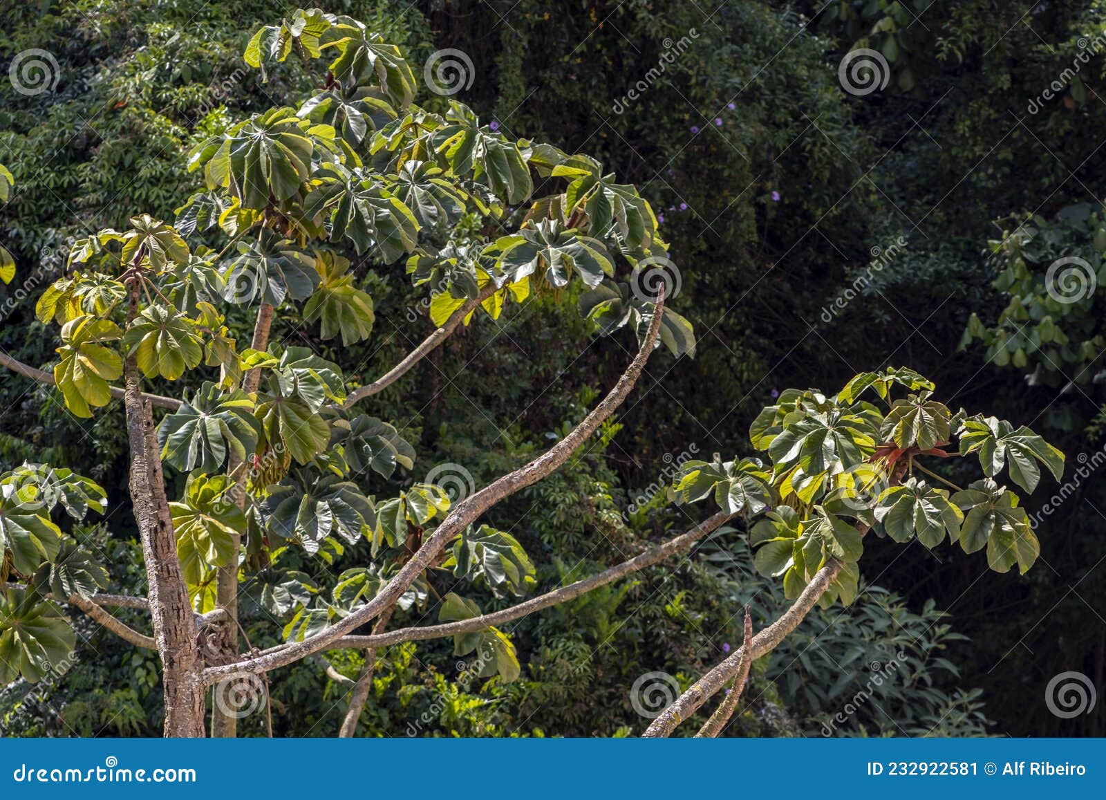 Embauba Tree on Atlantic Rainforest Stock Image - Image of atlantic ...