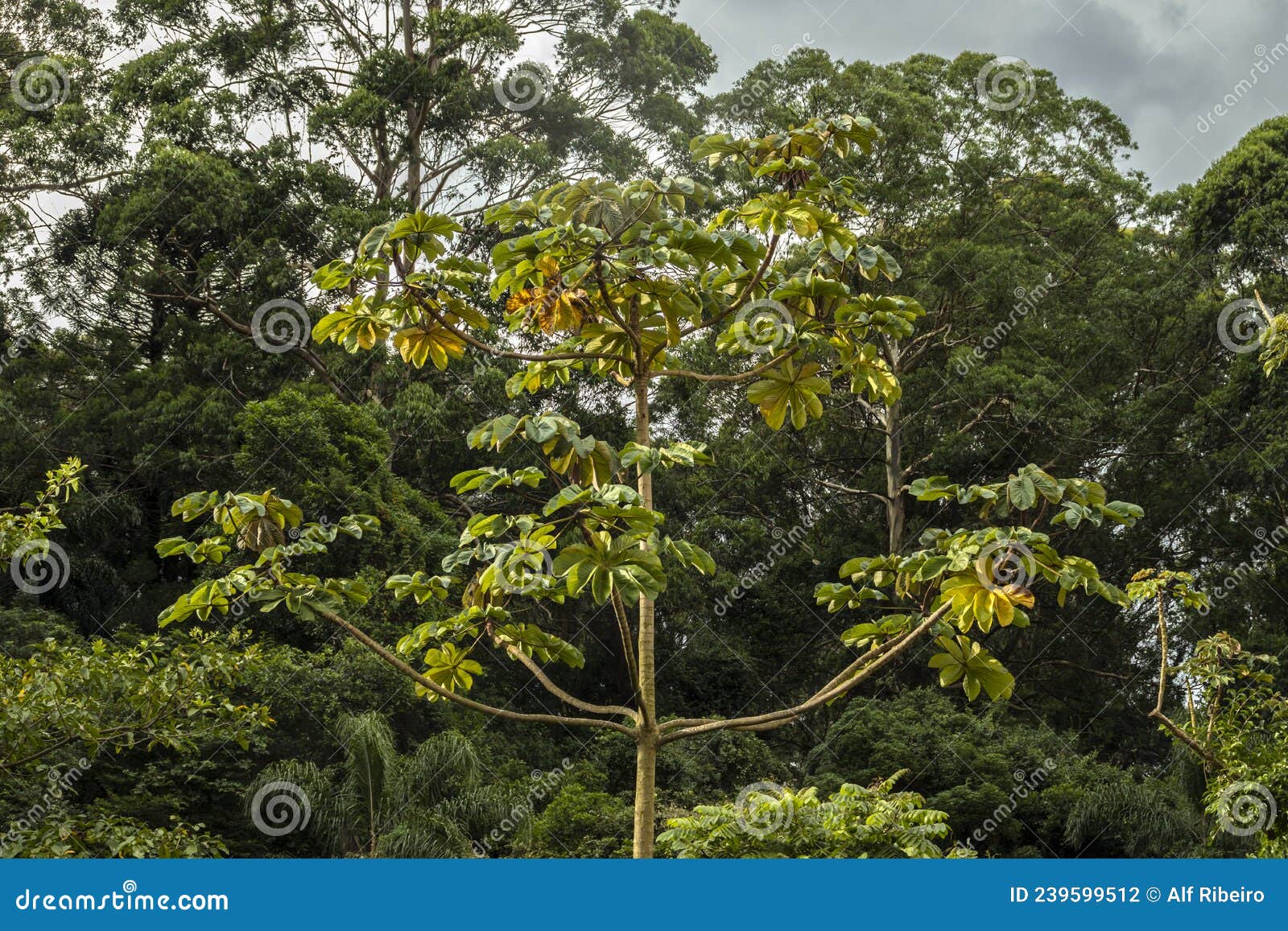 Embauba Tree on Atlantic Rainforest Stock Photo - Image of fruit ...
