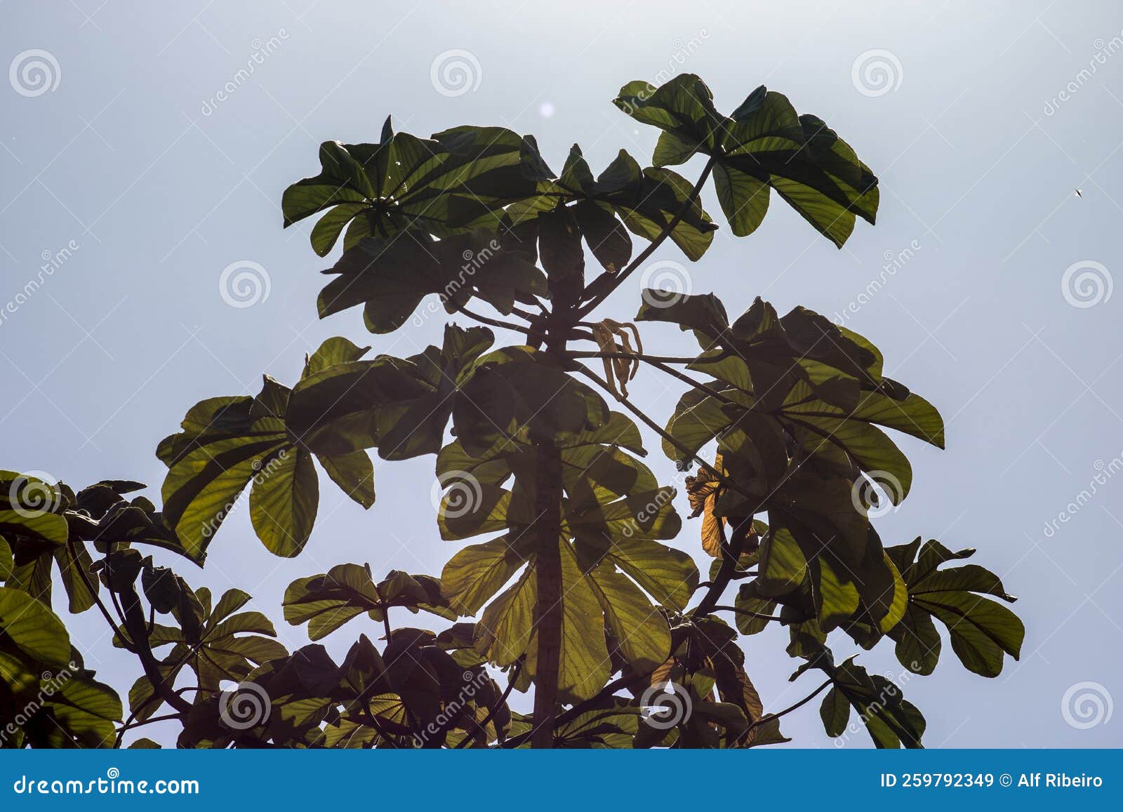 Embauba Tree on Atlantic Rainforest Stock Image - Image of bright ...