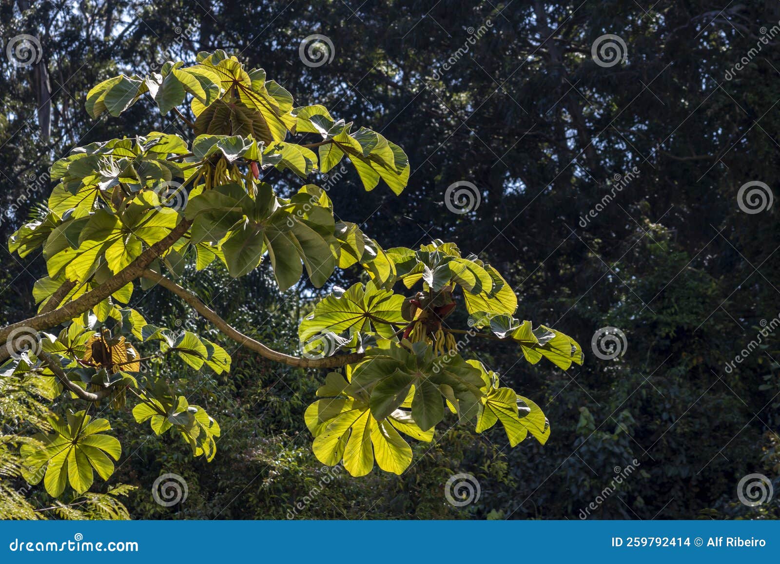 Embauba Tree on Atlantic Rainforest Stock Photo - Image of leaves ...