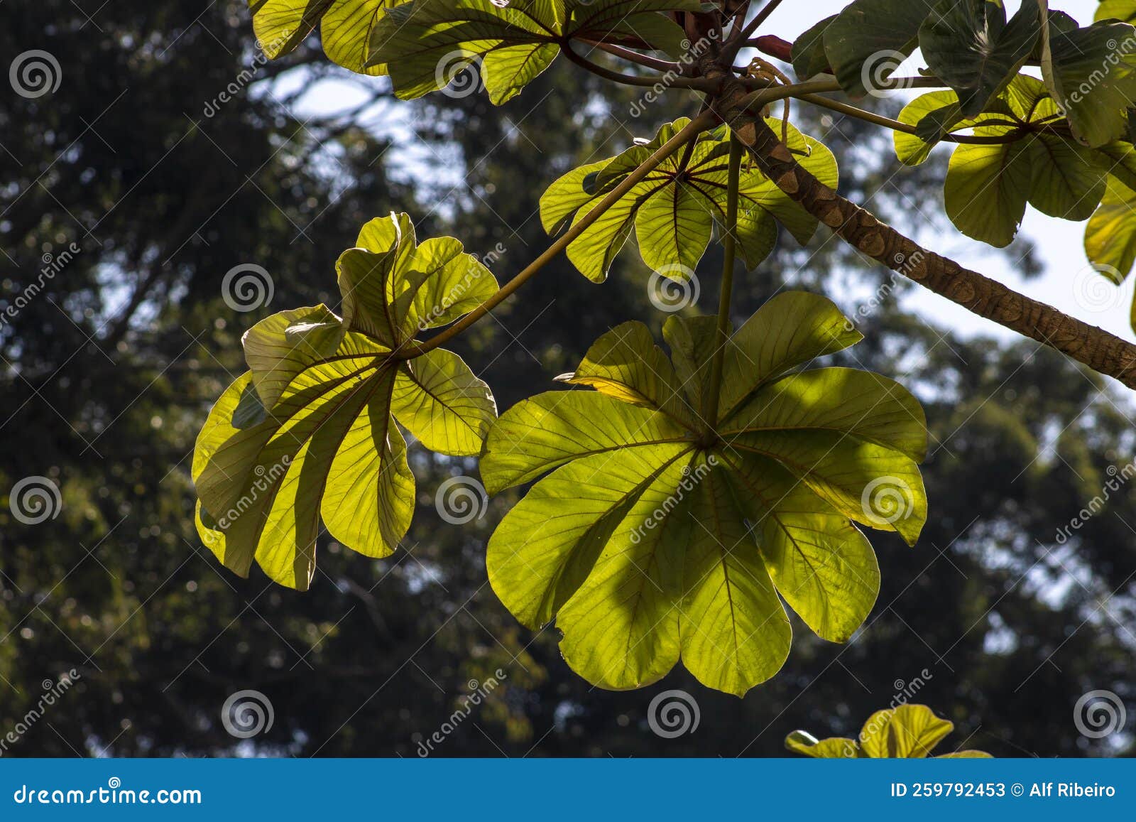 Embauba Tree on Atlantic Rainforest Stock Image - Image of nature ...
