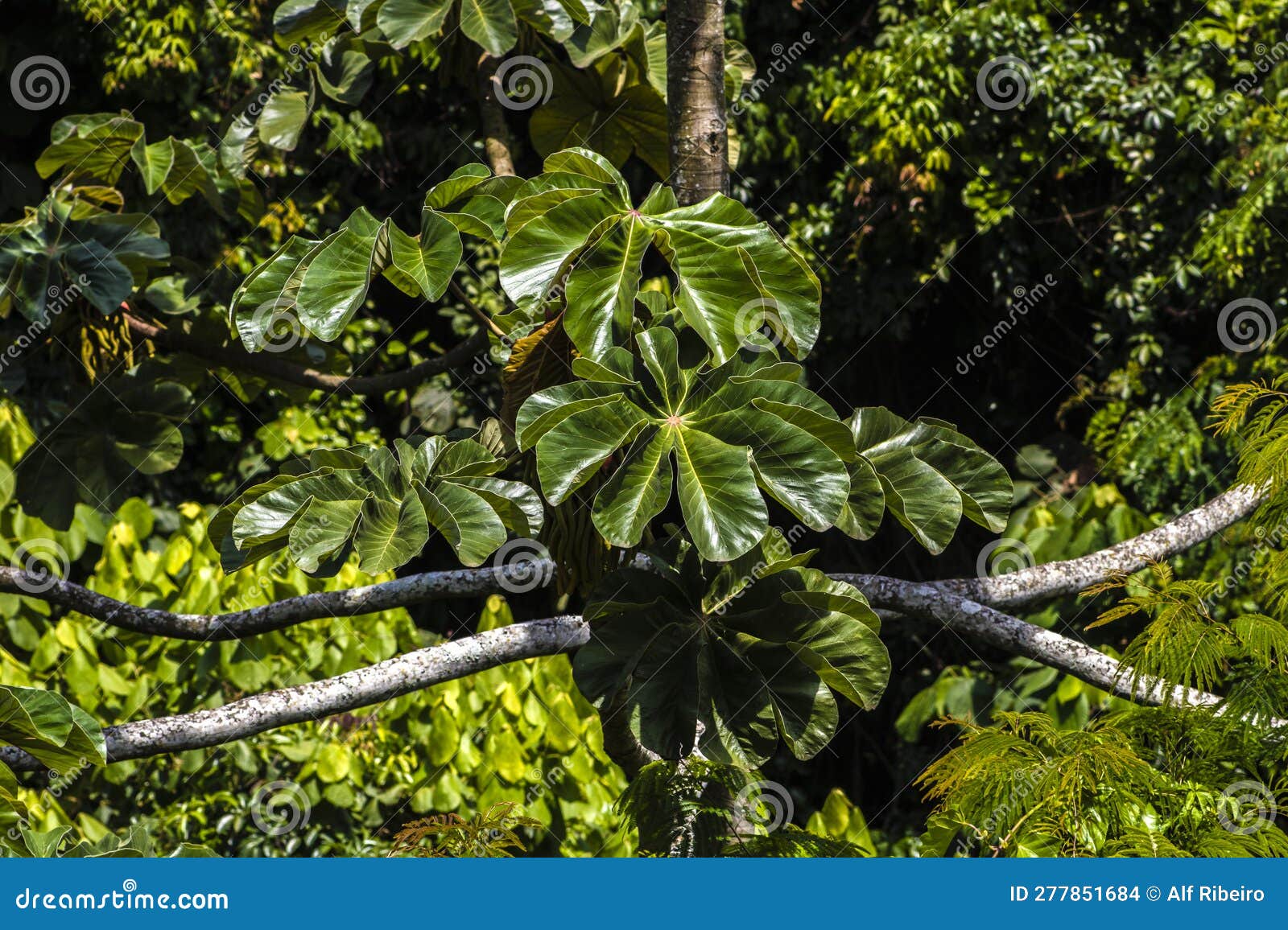 Embauba Tree on Atlantic Rainforest Stock Photo - Image of rainforest ...