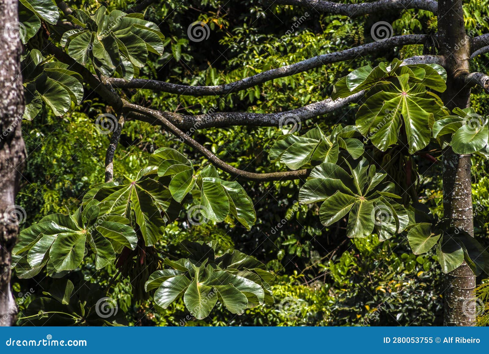 Embauba Tree on Atlantic Rainforest Stock Image - Image of botany ...