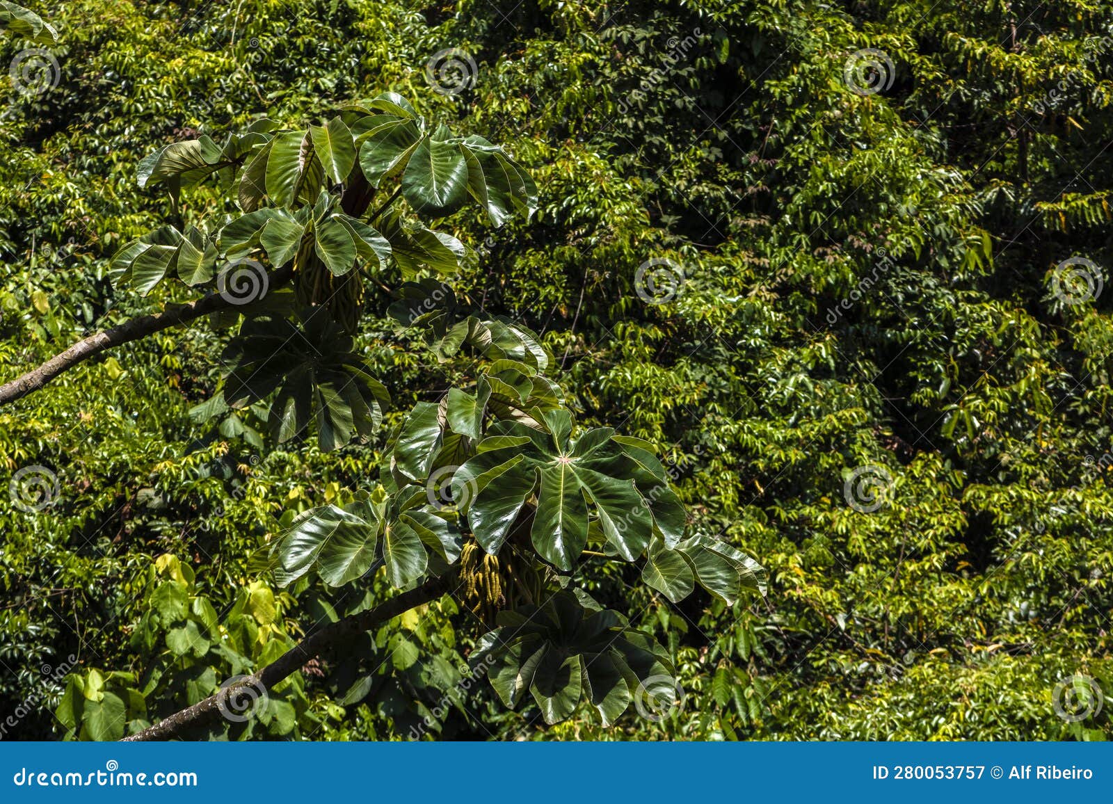 Embauba Tree on Atlantic Rainforest Stock Image - Image of embauva ...