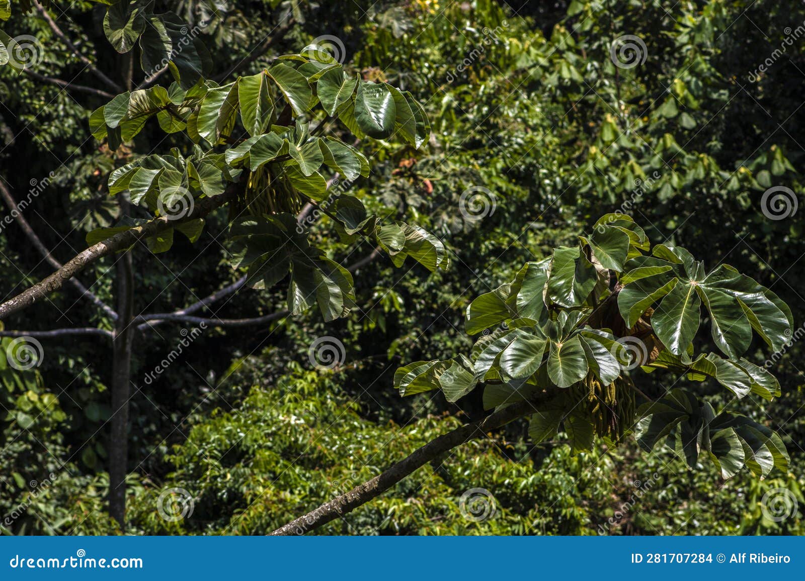 Embauba Tree on Atlantic Rainforest Stock Photo - Image of atlantic ...