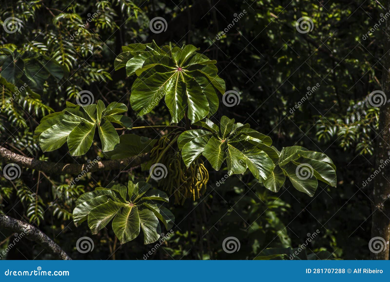 Embauba Tree on Atlantic Rainforest Stock Photo - Image of rainforest ...