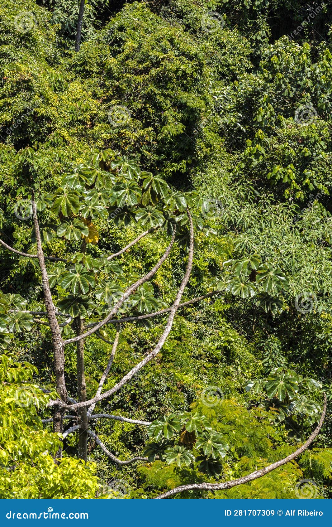Embauba Tree on Atlantic Rainforest Stock Image - Image of closeup ...