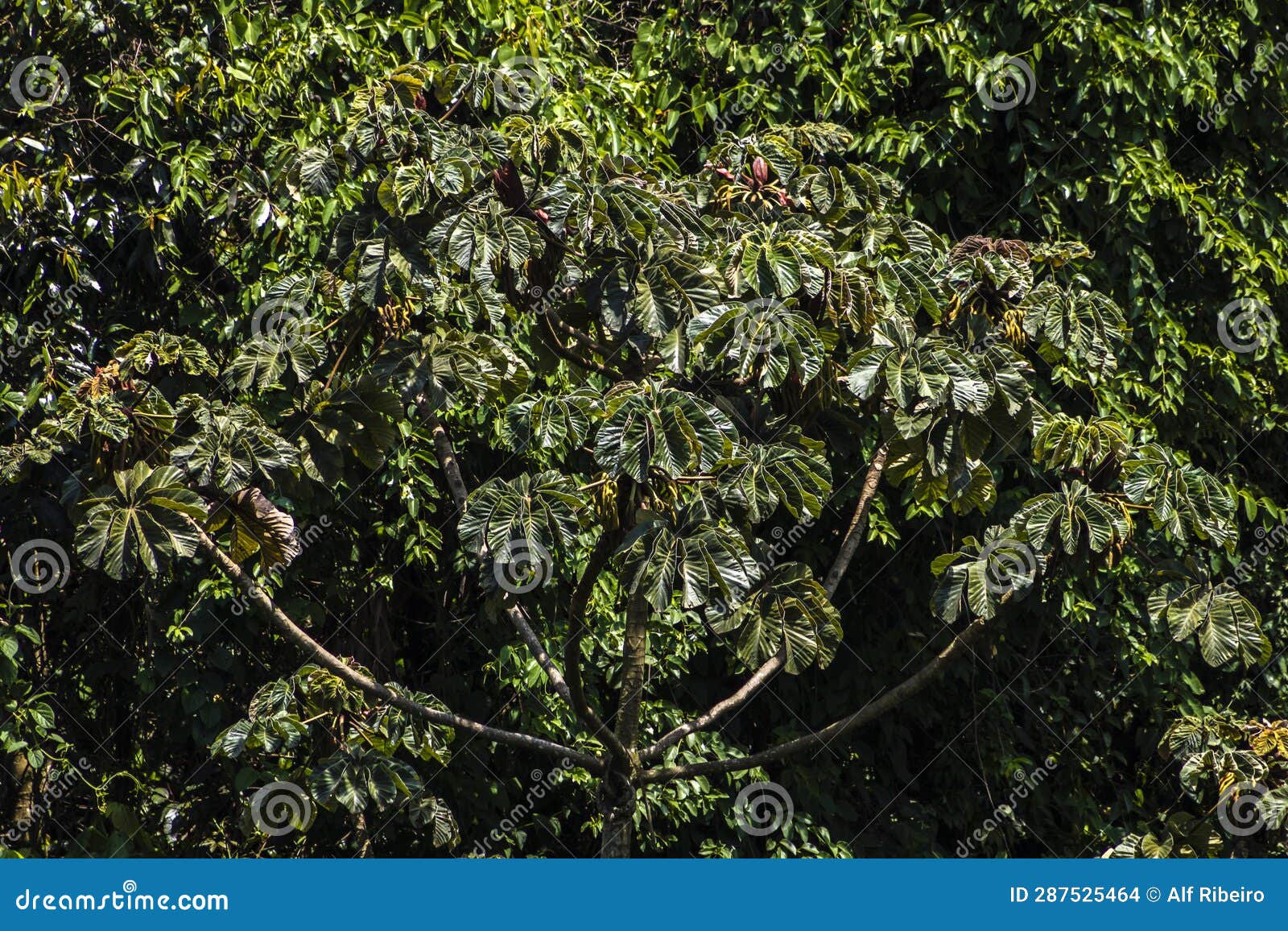 Embauba Tree on Atlantic Rainforest Stock Photo - Image of botany ...
