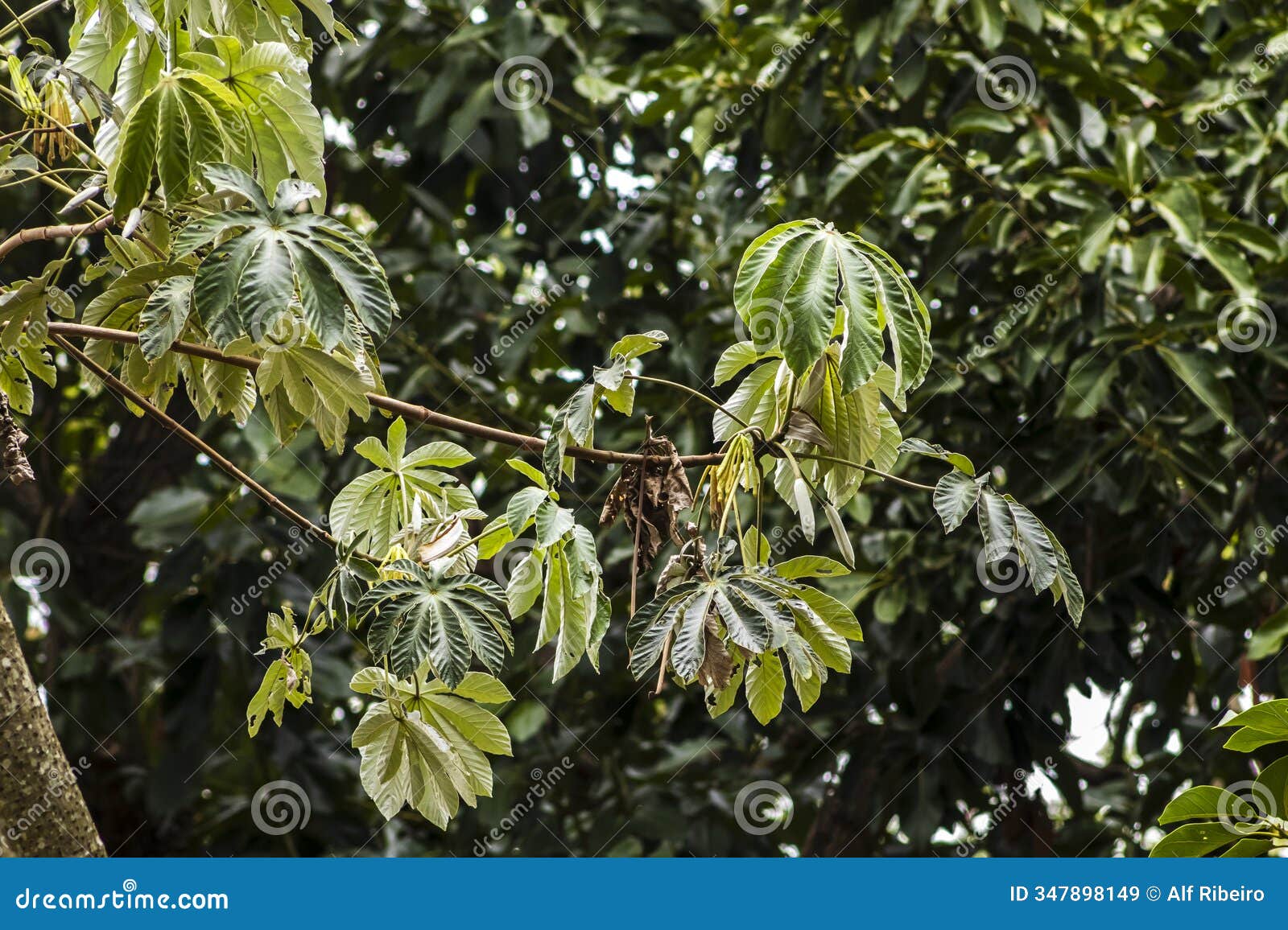 Embauba Tree on Atlantic Rainforest Stock Image - Image of backlight ...