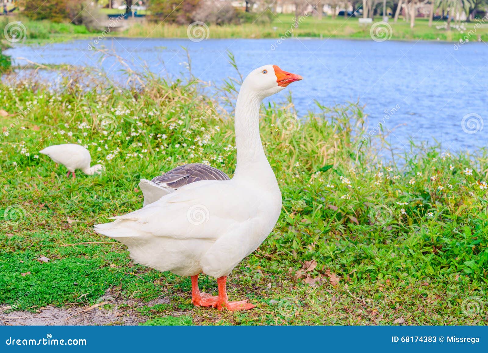Embden Geese Chilling in the Lake Park Stock Image - Image of nature ...