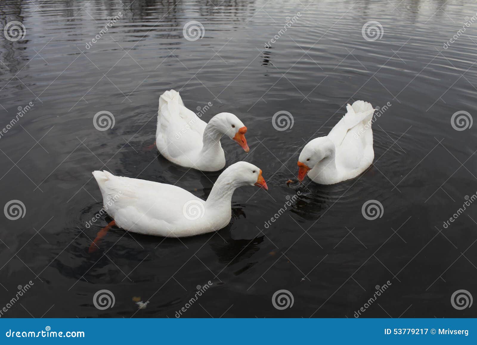 Embden geese stock image. Image of farming, ornithology - 53779217