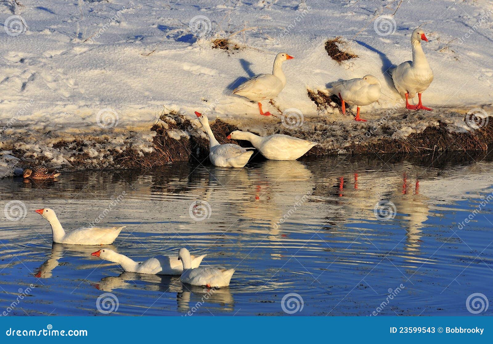 Embden geese, Wintertime stock image. Image of hardy - 23599543