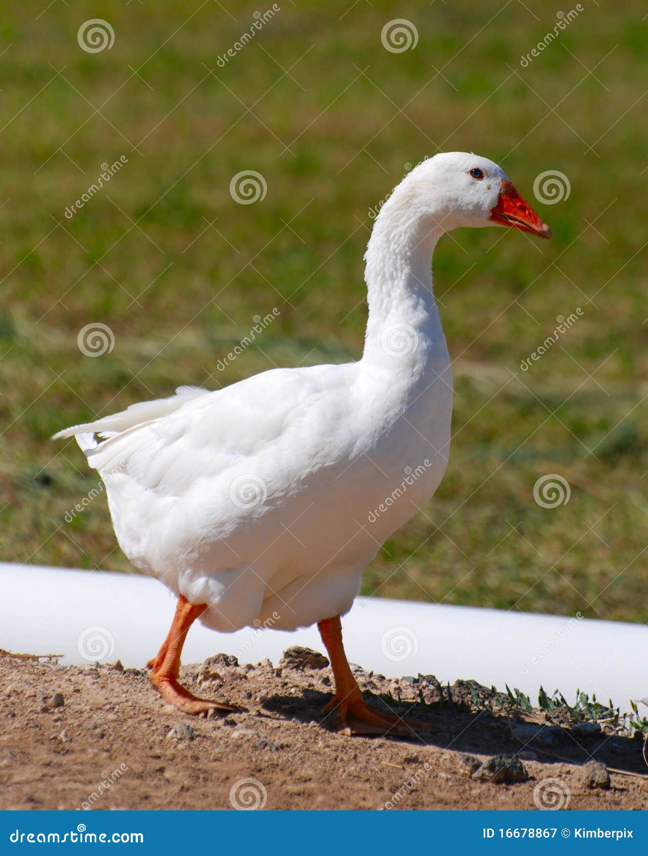 Embden Goose stock image. Image of bipedal, feather, orange - 16678867