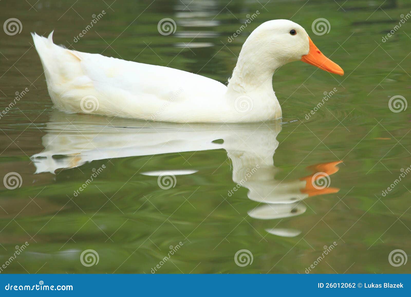 Embden goose stock photo. Image of nature, floating, embden - 26012062