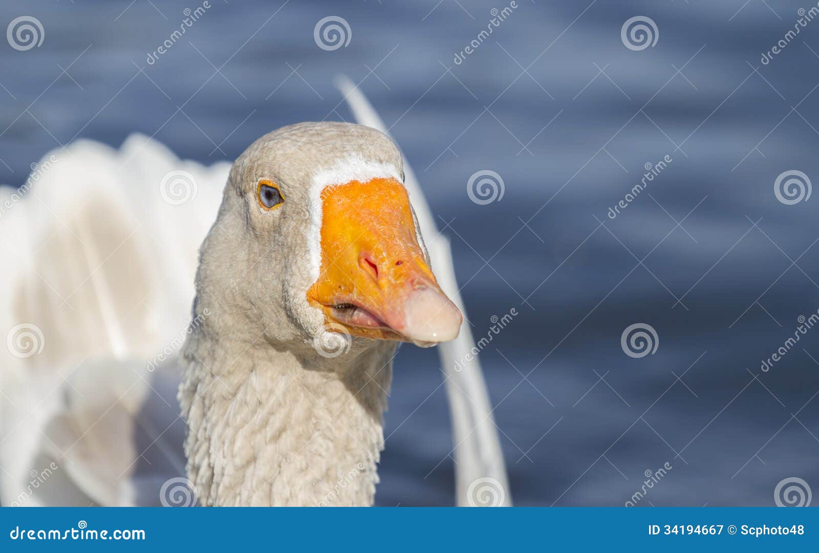 Embden goose stock image. Image of meat, livestock, wildlife - 34194667