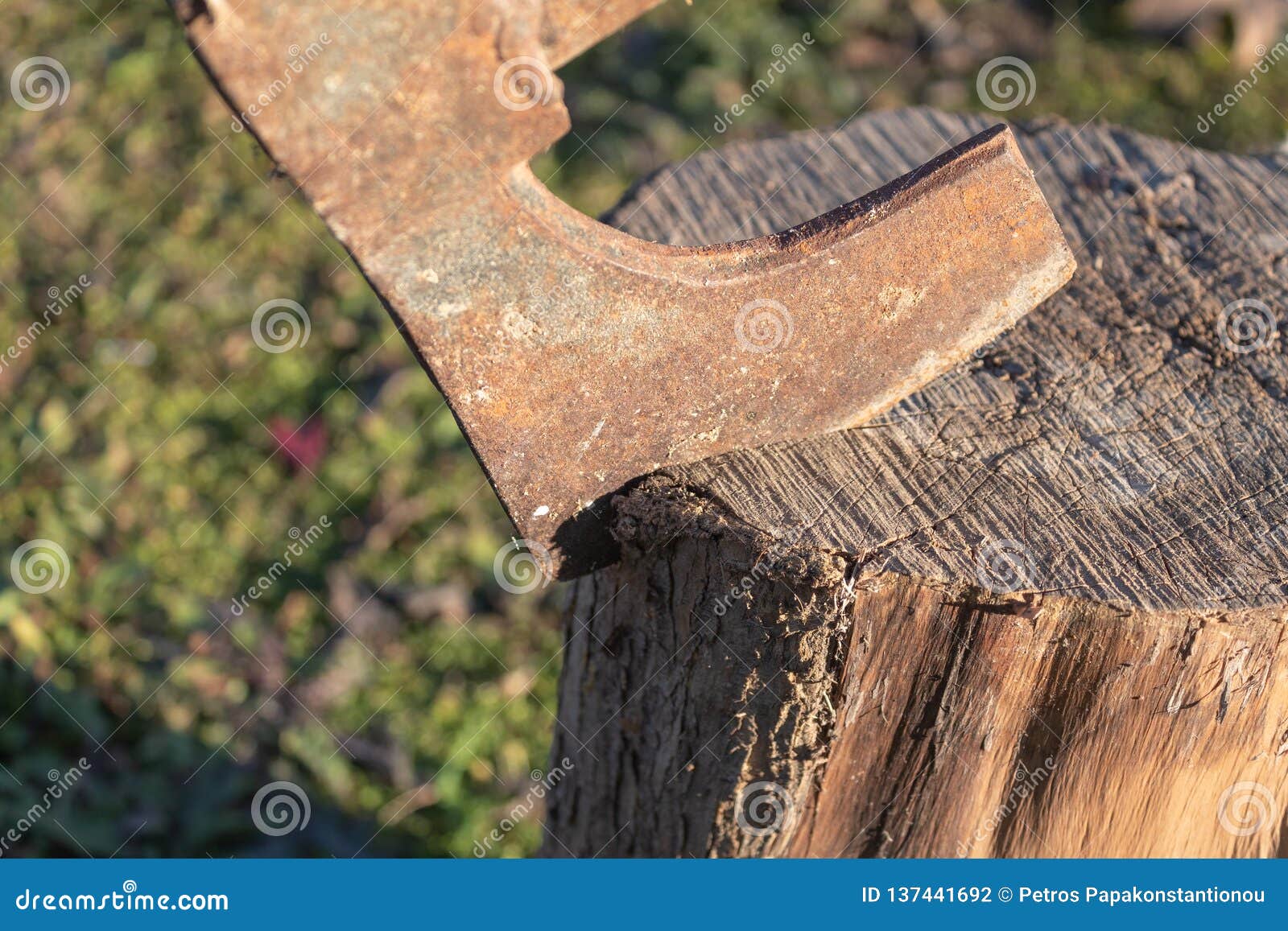 Embedded axe in cut log stock photo. Image of splitting - 137441692
