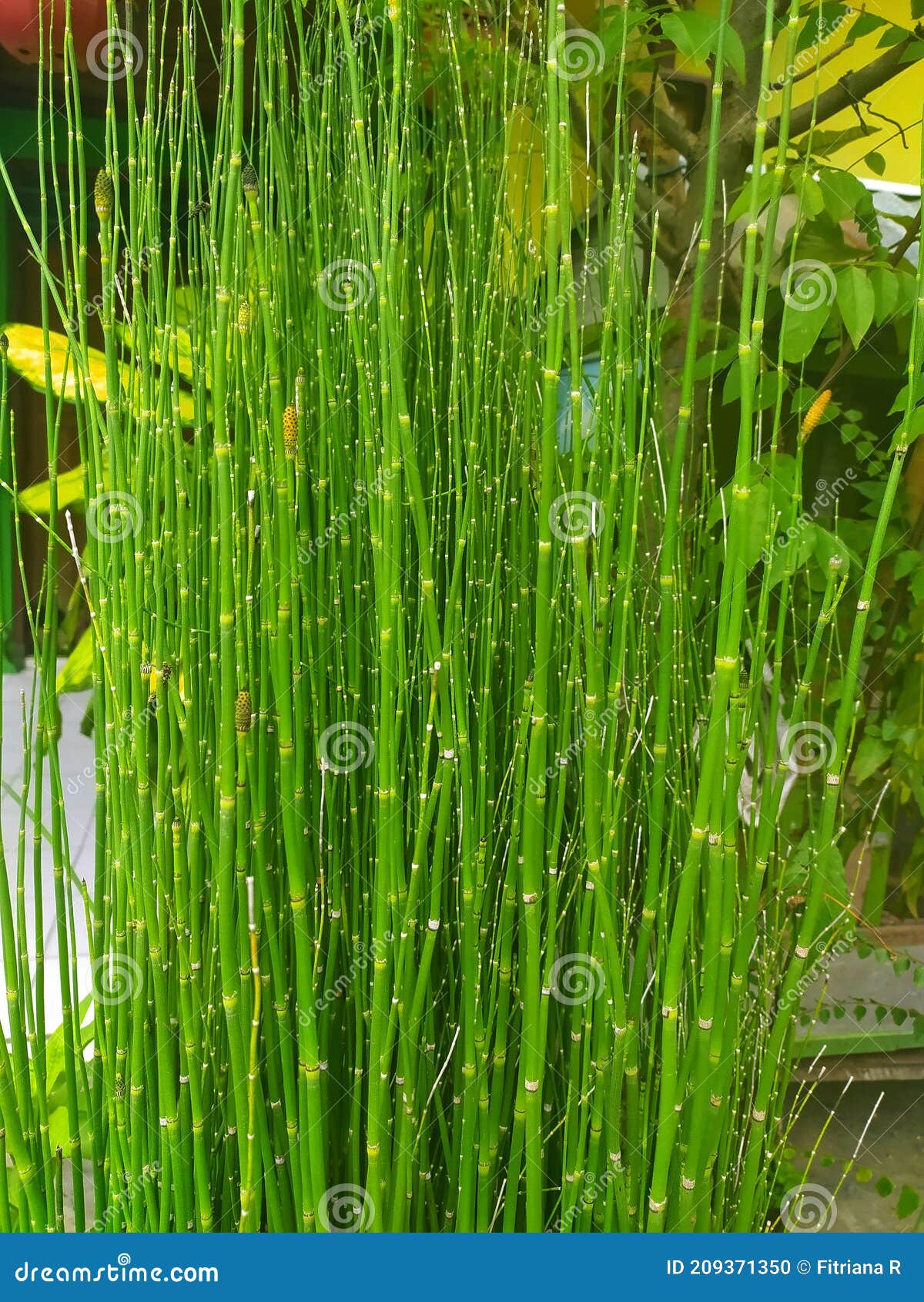 The Embedded Bamboo Looks Like Grass Stock Photo - Image of stunning ...