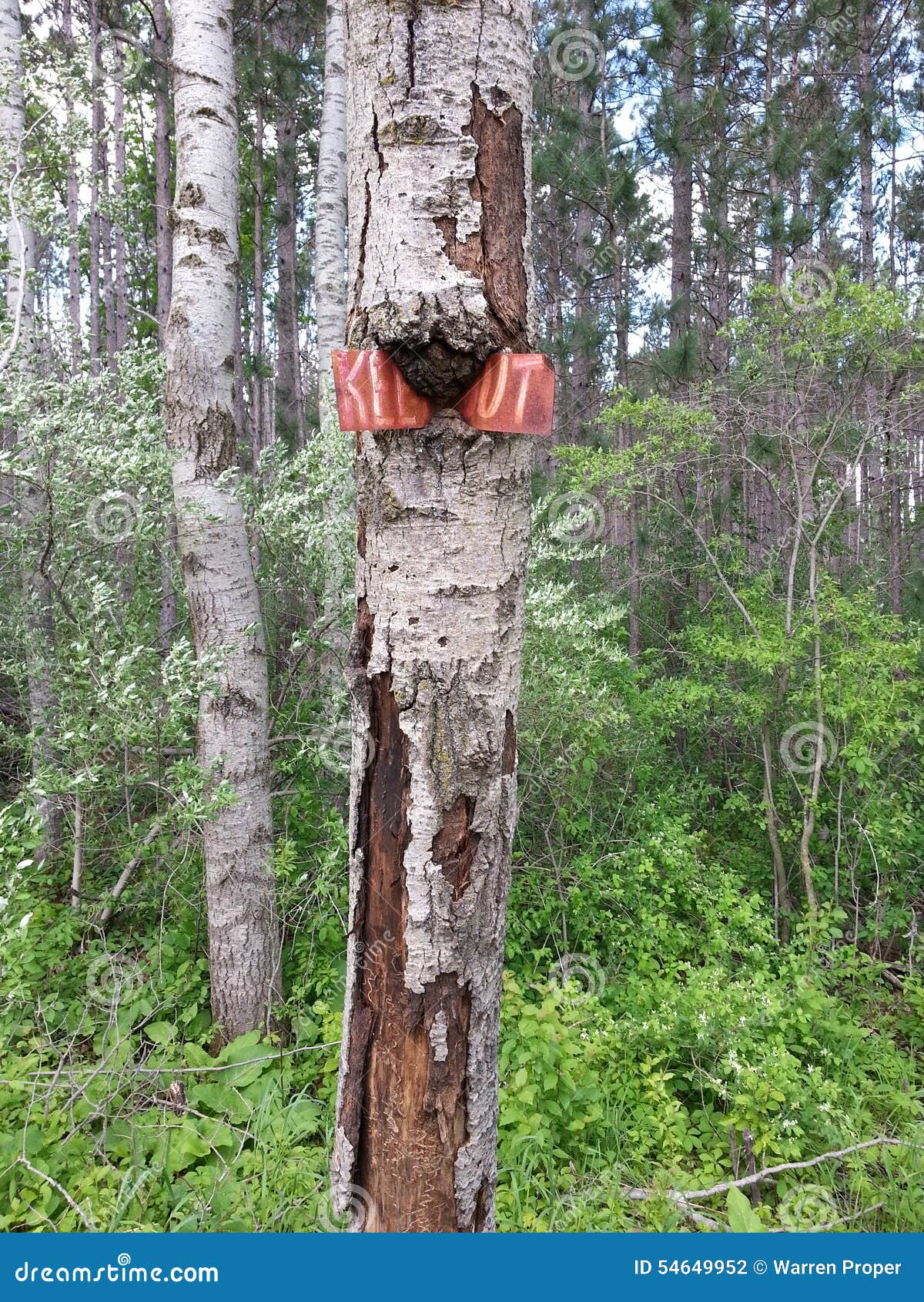 Embedded Keep Out sign. stock photo. Image of grow, embedded - 54649952