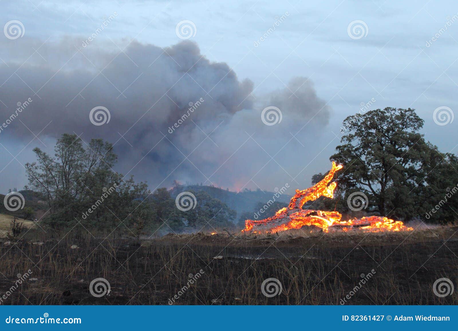 Ember tree stock image. Image of smoldering, area, ember - 82361427