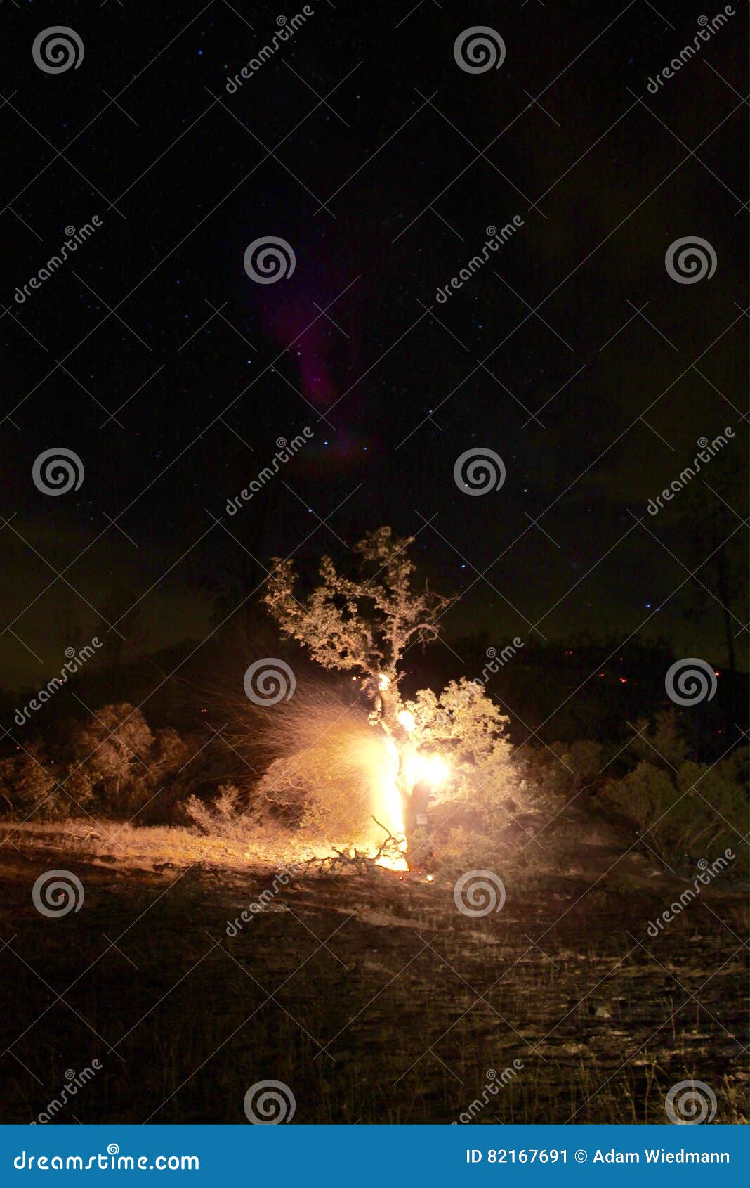 The Ember Tree stock image. Image of tree, fire, northern - 82167691