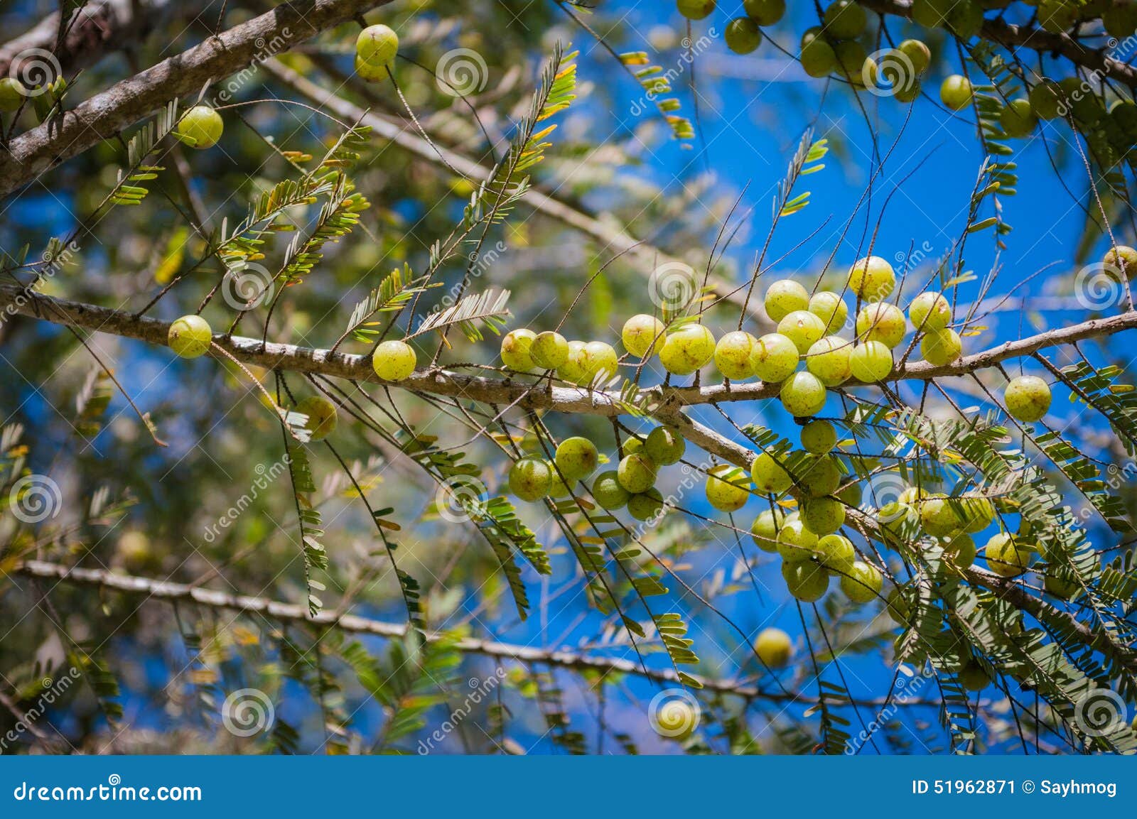 Emblic Myrablan, Malacca Tree Closeup Stock Image - Image of stalk ...