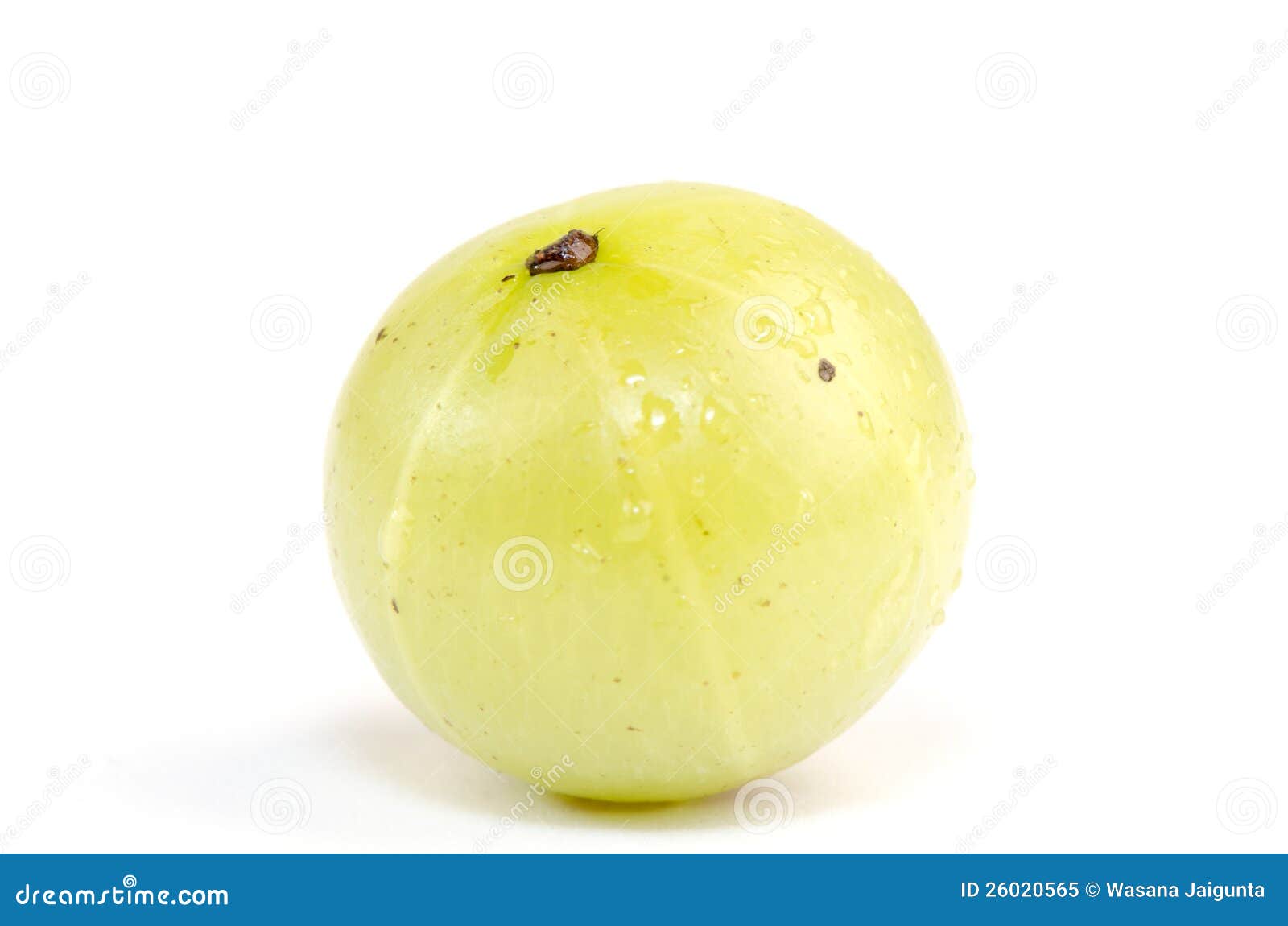 Emblic Myrablan, Malacca Tree( Phyllanthus Emblic Stock Image - Image ...