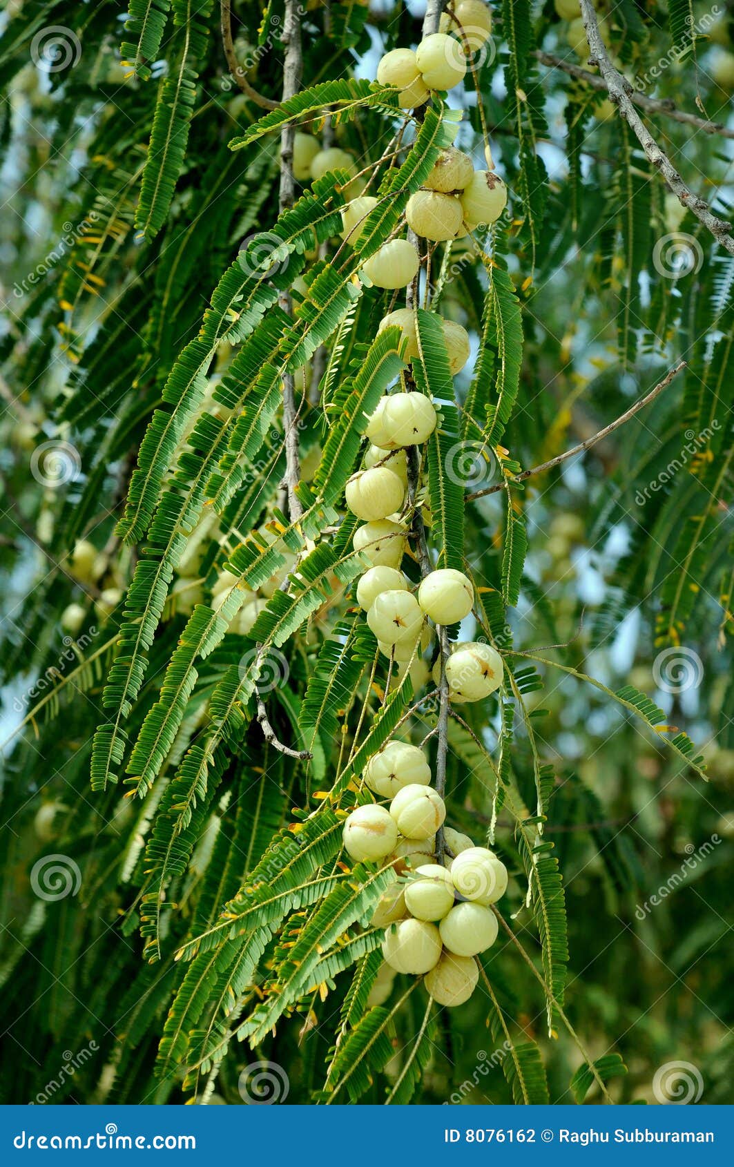 Emblica de Phyllanthus foto de stock. Imagem de verde - 8076162
