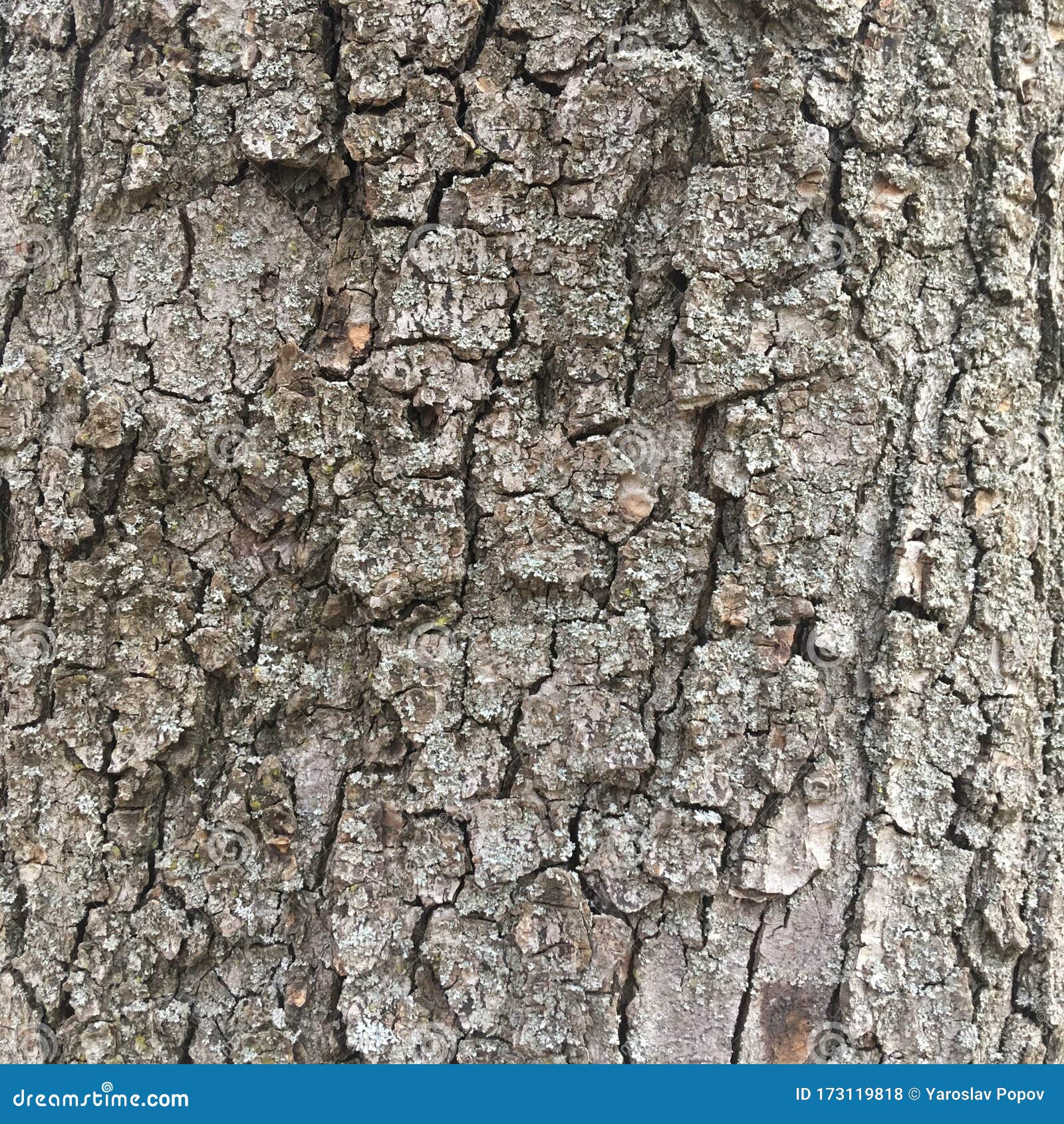 The Embossed Bark of a Large Tree is Near. Textural Abstract Background ...