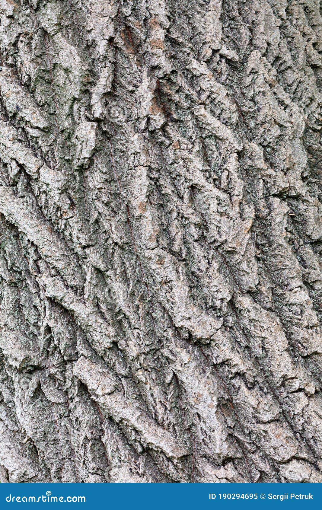 Embossed Highly Detailed Oak Tree Bark Texture, Close Up Stock Image ...