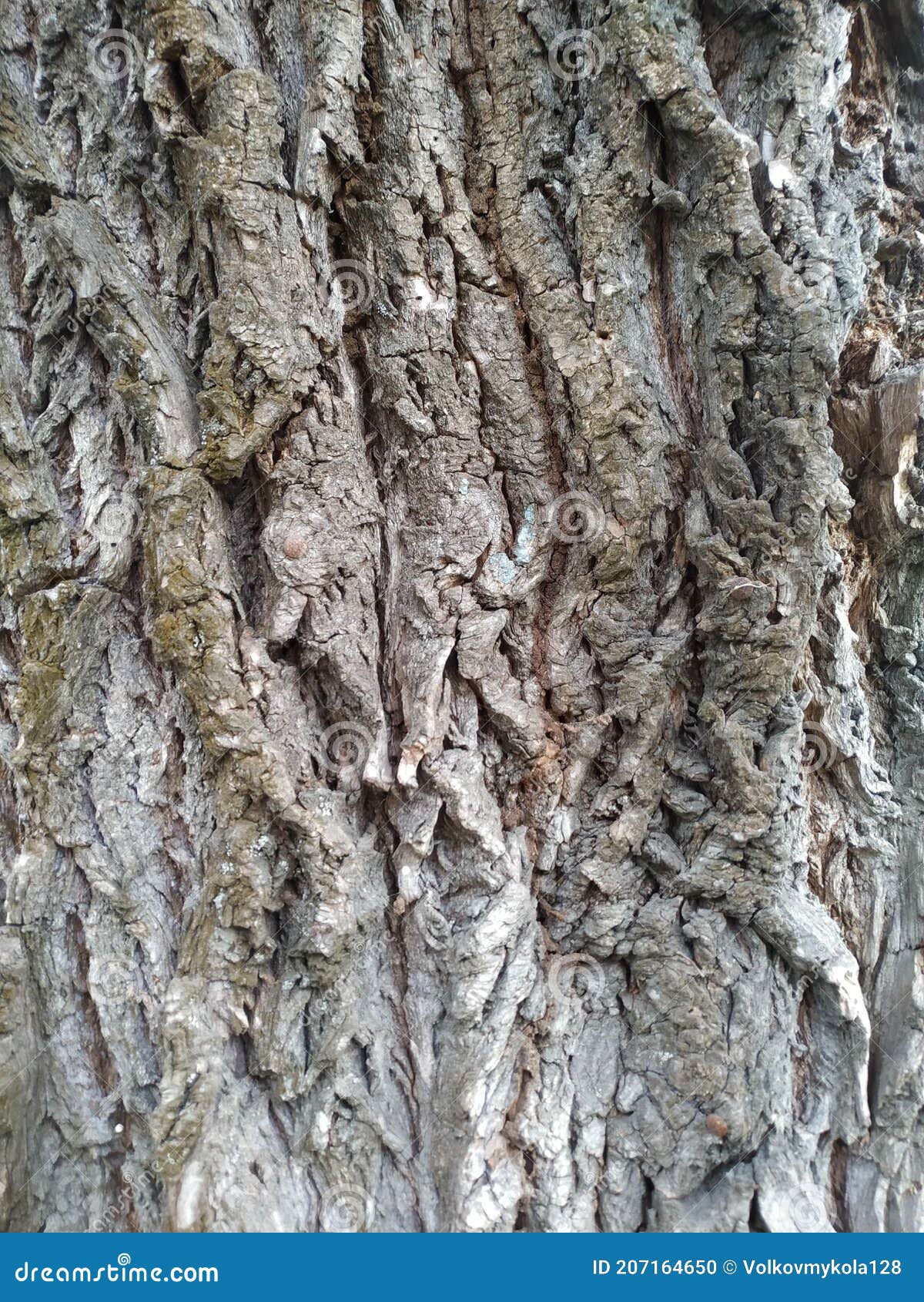Relief Wood Texture With Green Moss. Wood Texture Background Royalty ...