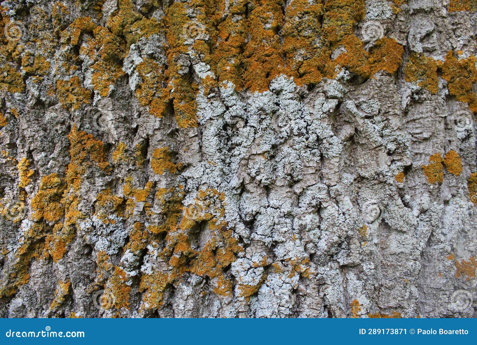 Embossed Texture of the Ash Bark. Photo of the Fir Tree with Moss and ...