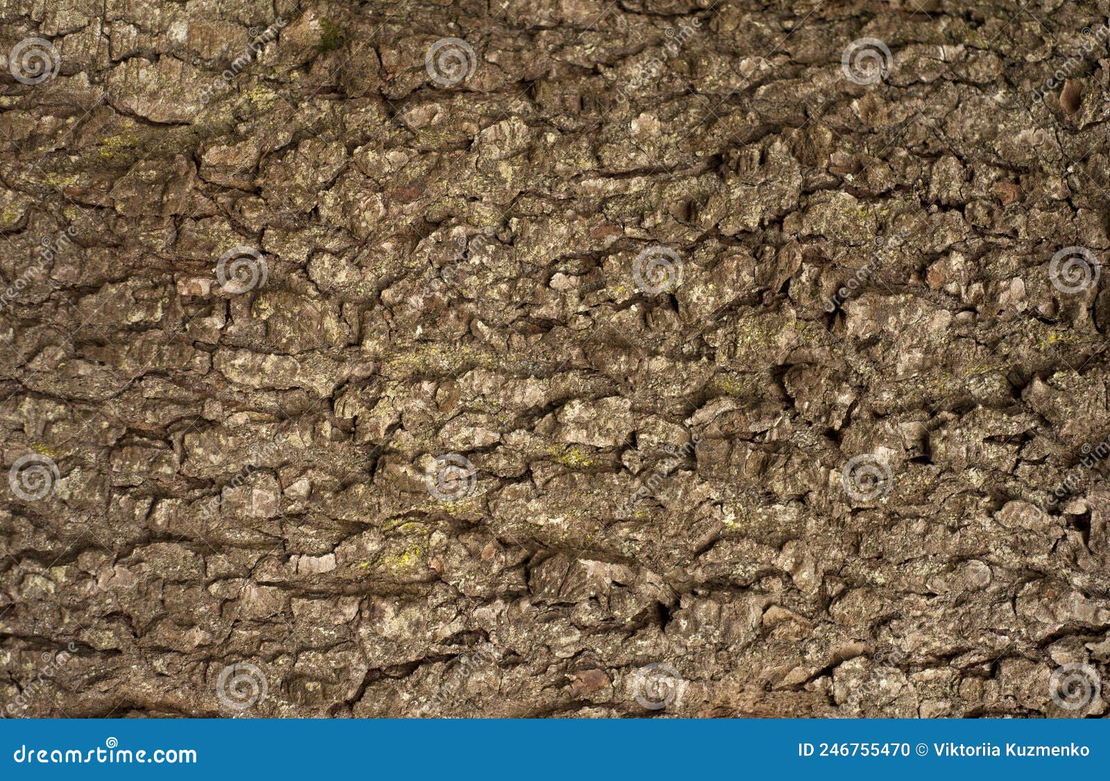 Embossed Texture of the Bark of Fir. Photo of the Fir-tree Texture ...
