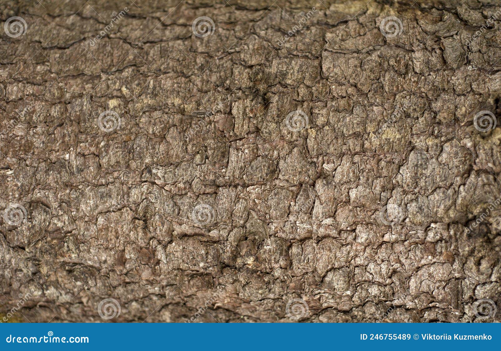 Embossed Texture of the Bark of Fir. Photo of the Fir-tree Texture ...