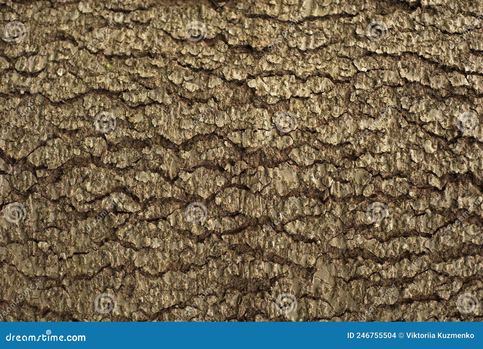 Embossed Texture of the Bark of Fir. Photo of the Fir-tree Texture ...