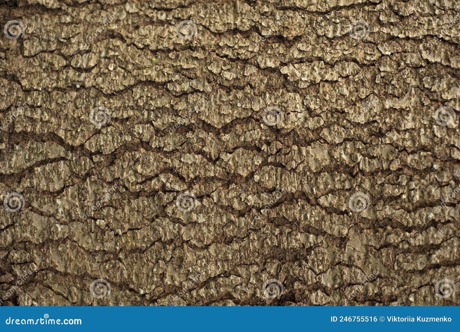 Embossed Texture of the Bark of Fir. Photo of the Fir-tree Texture ...