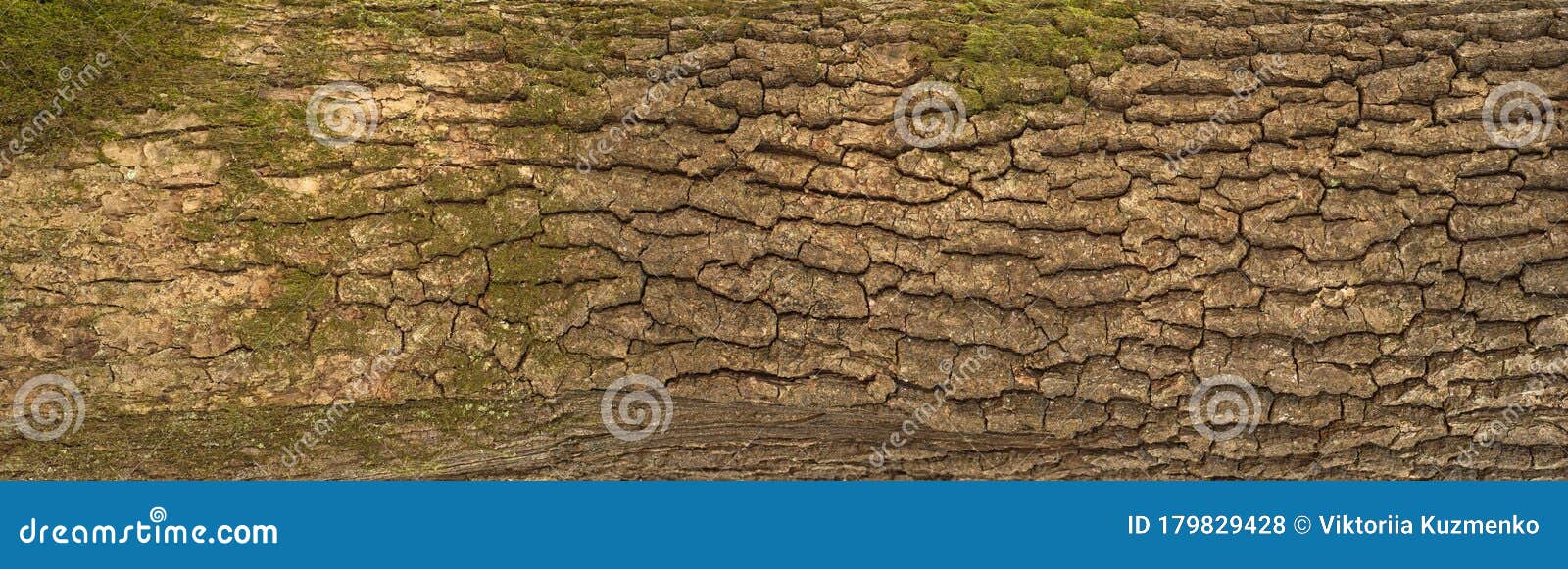 Panoramic Photo of the Oak Texture with Moss. Stock Photo - Image of ...