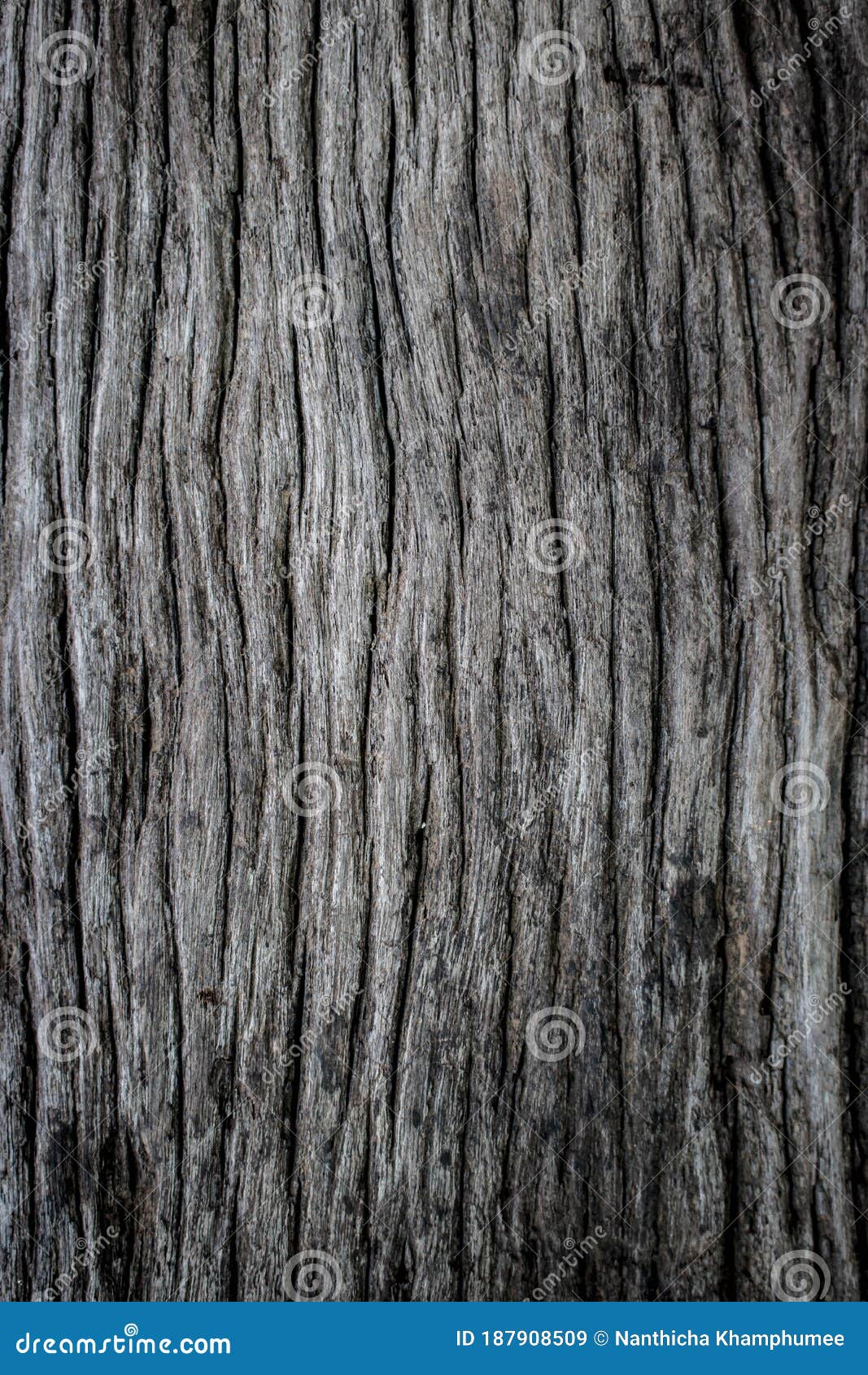 Brown Bark Texture