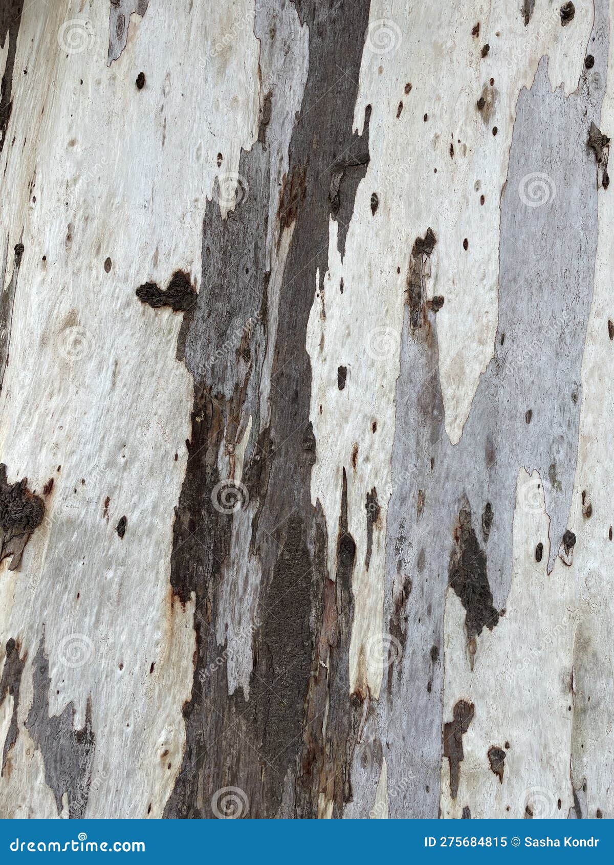 Embossed Texture of Tree Bark. Background of a Tree Trunk from the Bark ...