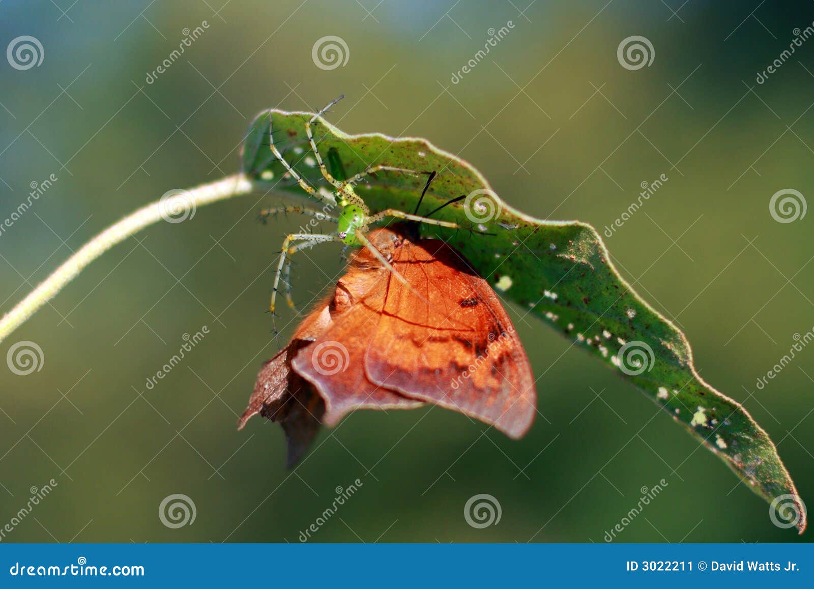 Embrace of Death stock image. Image of predation, leaf - 3022211