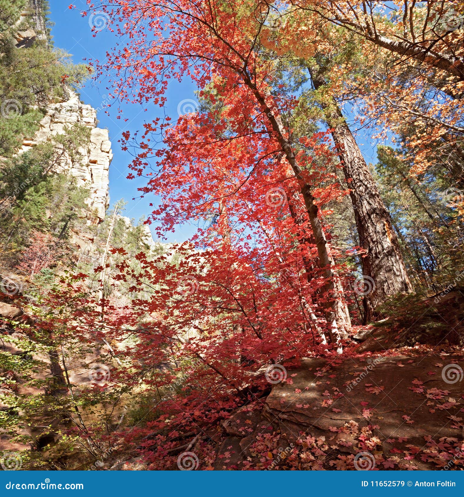 Embracement stock image. Image of mountain, fork, sedona - 11652579